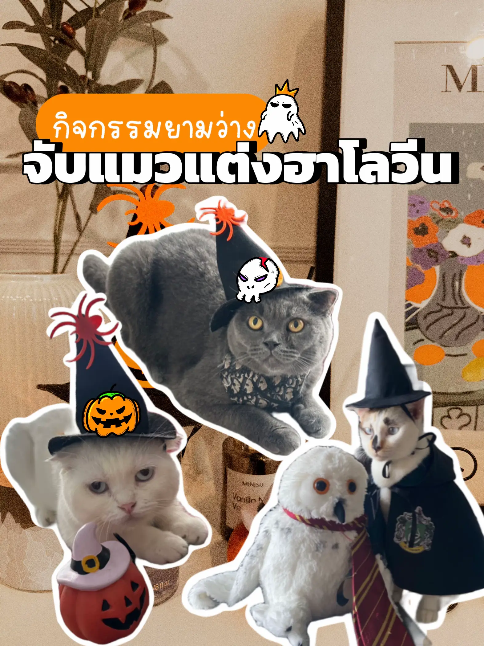 ว่างๆ จับแมวแต่งตัว ฉลองรับฮาโลวีน 🧙🏻‍♀️🔮 | แกลเลอรีที่โพสต์โดย TANUS🐕 ...