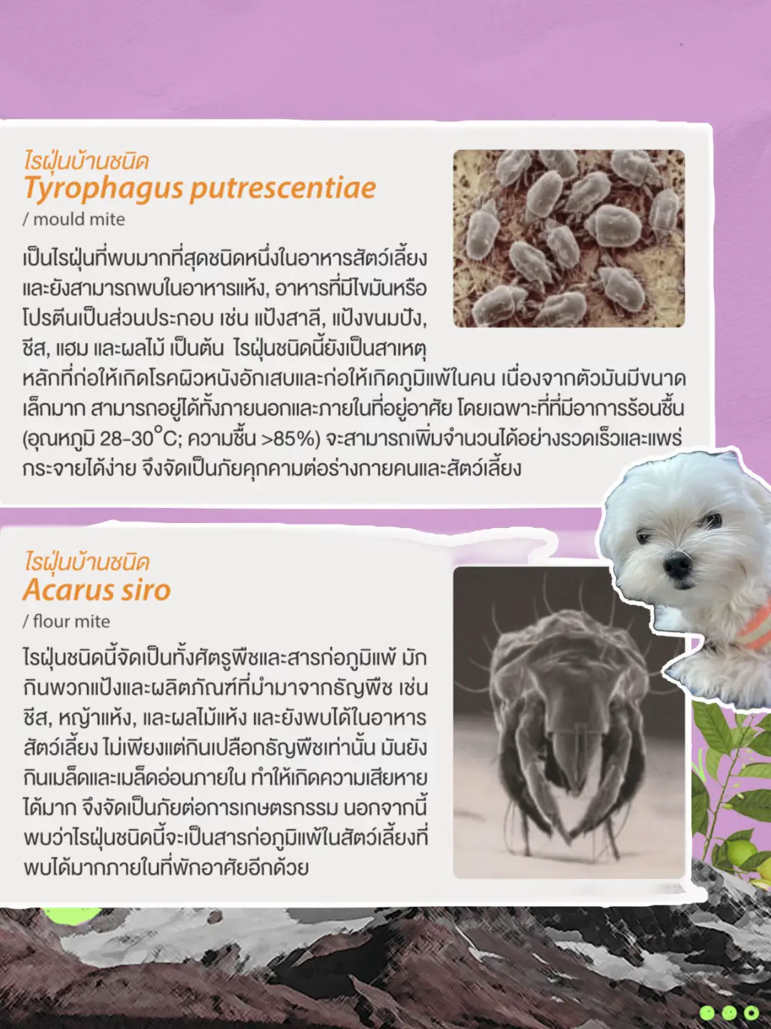 เมื่อหมาเราเป็นภูมิแพ้ 🧐 | แกลเลอรีที่โพสต์โดย polar.maltese | Lemon8