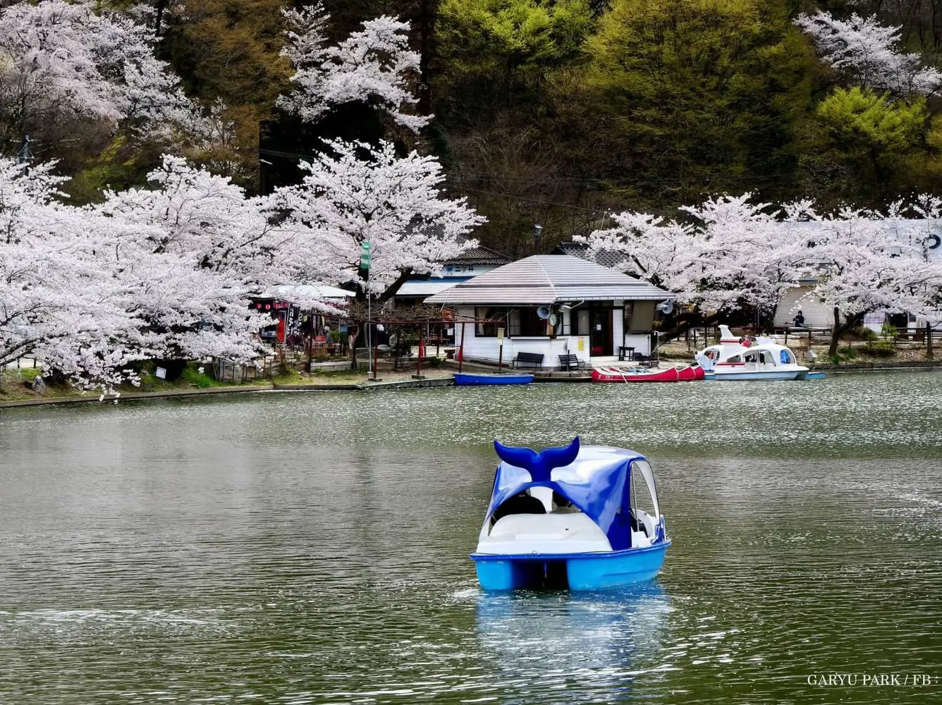 Japan | แกลเลอรีที่โพสต์โดย Go with Ko | Lemon8