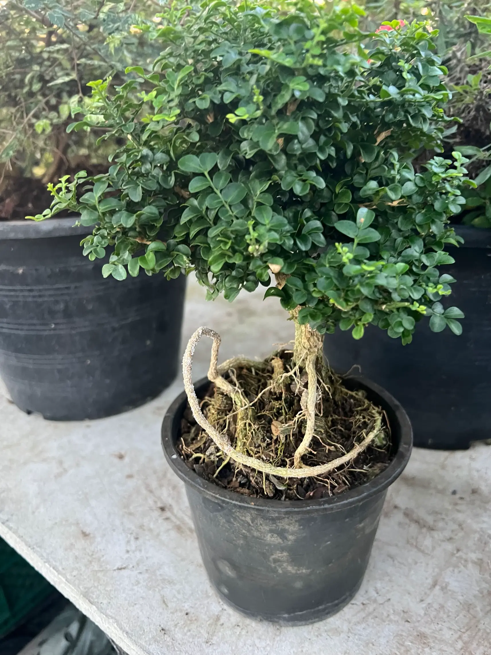 Dwarf Glass Tree. Tiny Wood Suitable To Adorn Your Home Decor | Gallery ...