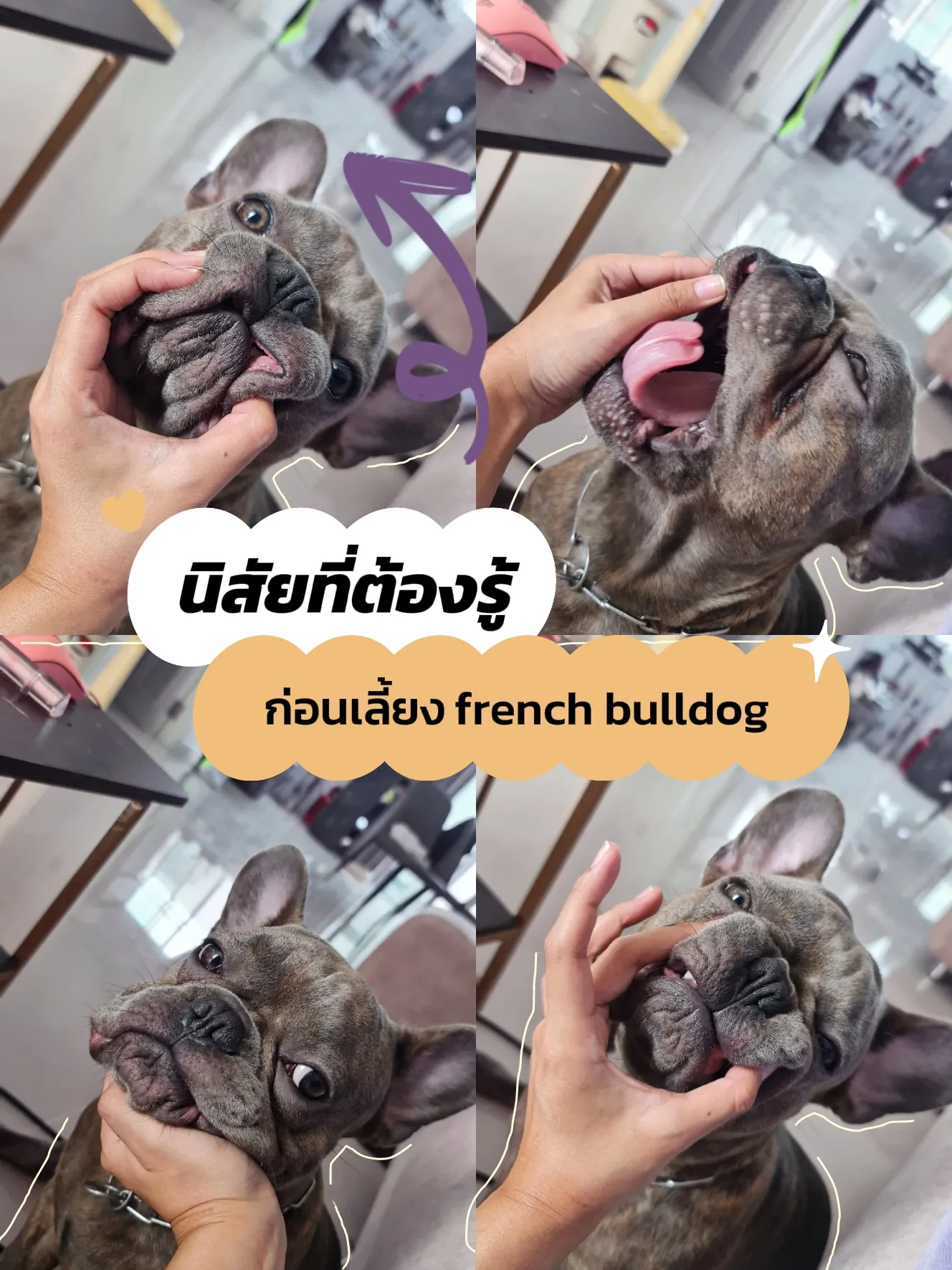 นิสัยที่ต้องรู้ก่อนเลี้ยง french bulldog! ‼️ | แกลเลอรีที่โพสต์โดย PP ...