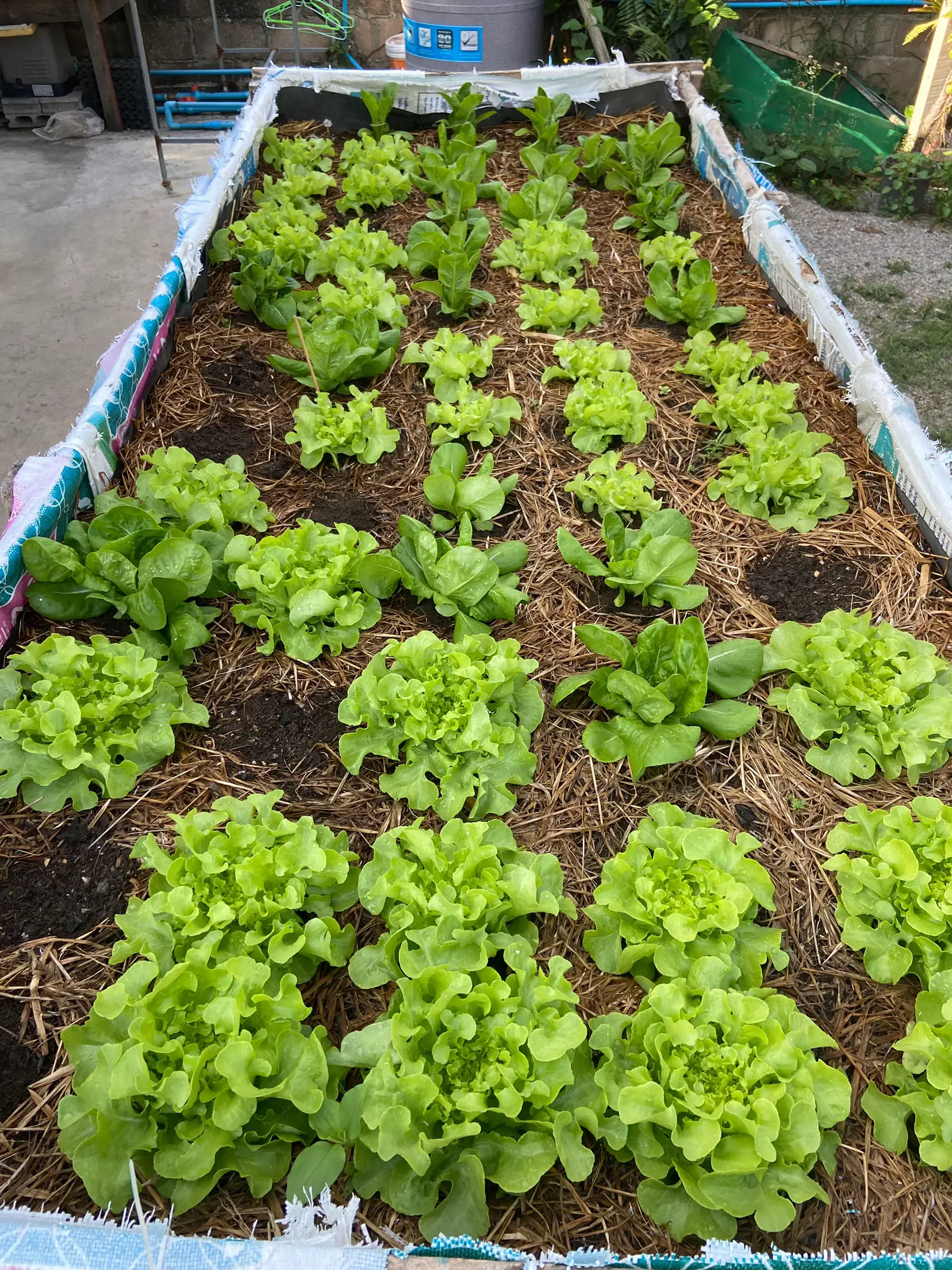 ผลผลิตจากมูลไส้เดือน | แกลเลอรีที่โพสต์โดย Backyard farm | Lemon8