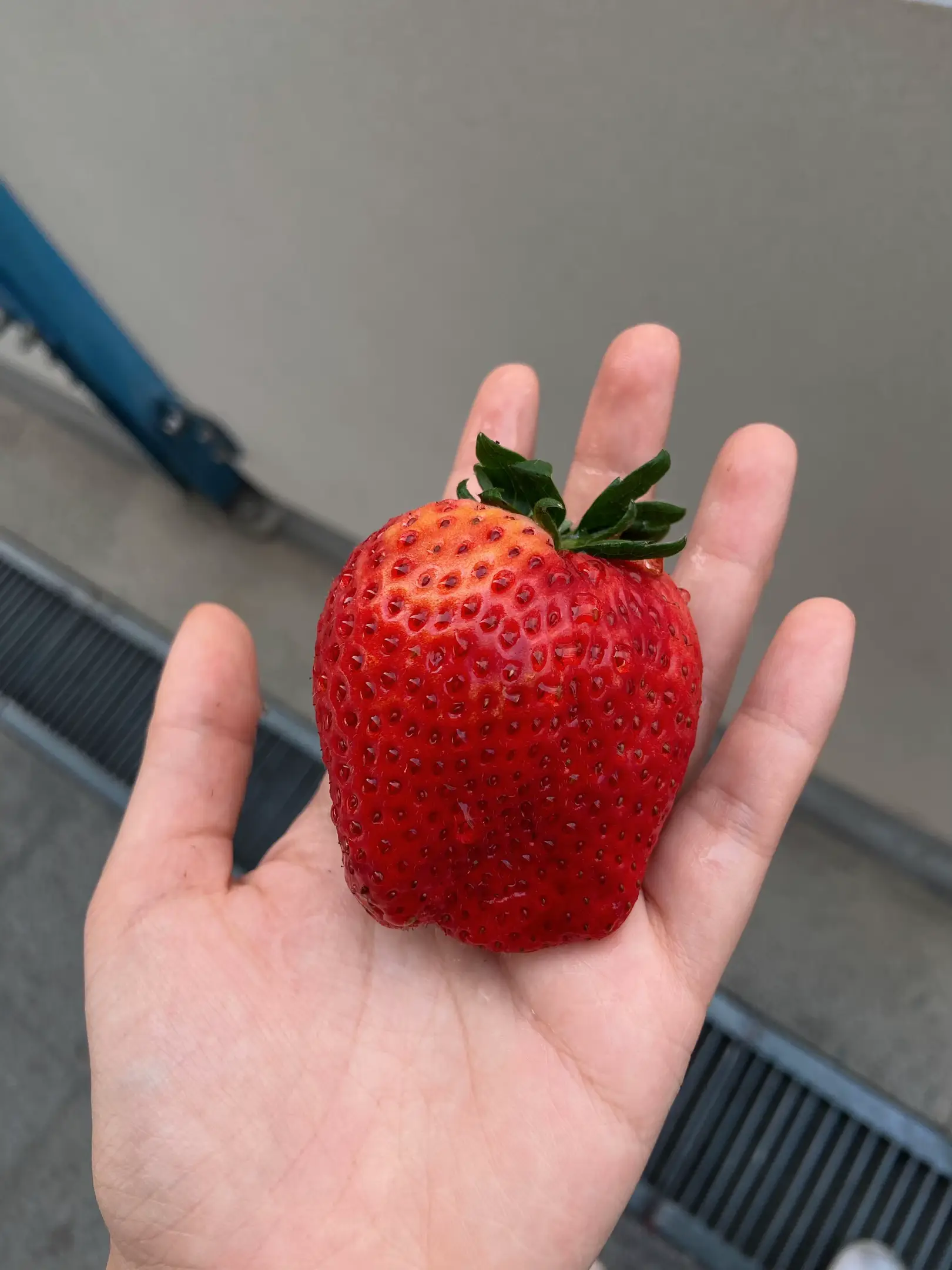 📍แจกพิกัดของอร่อย Donki Strawberry 🇯🇵 หวาน ฉ่ำ งบ 2xx | แกลเลอรีที่ ...