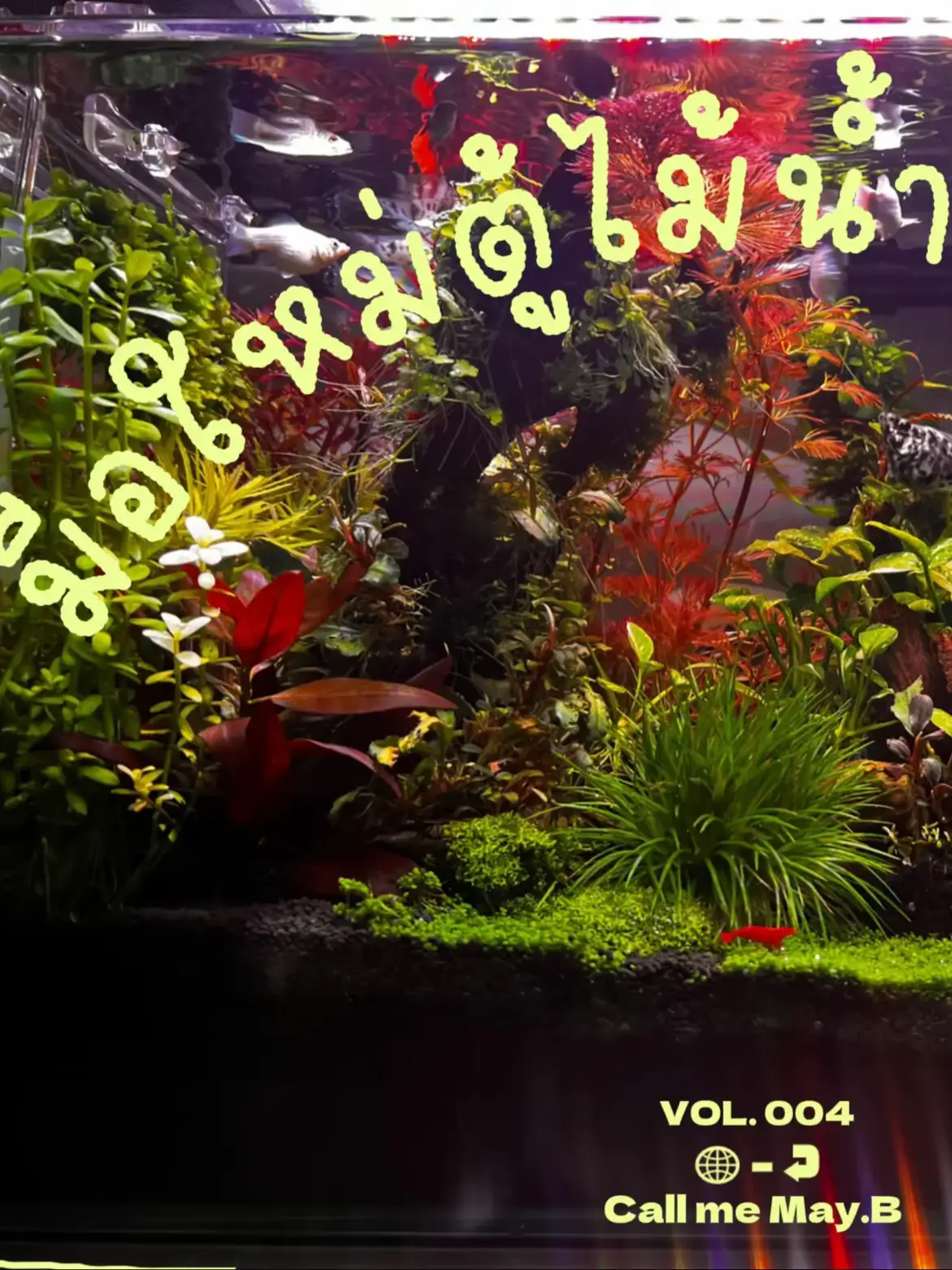 Call me May.B | แกลเลอรีที่โพสต์โดย Call me May.B | Lemon8