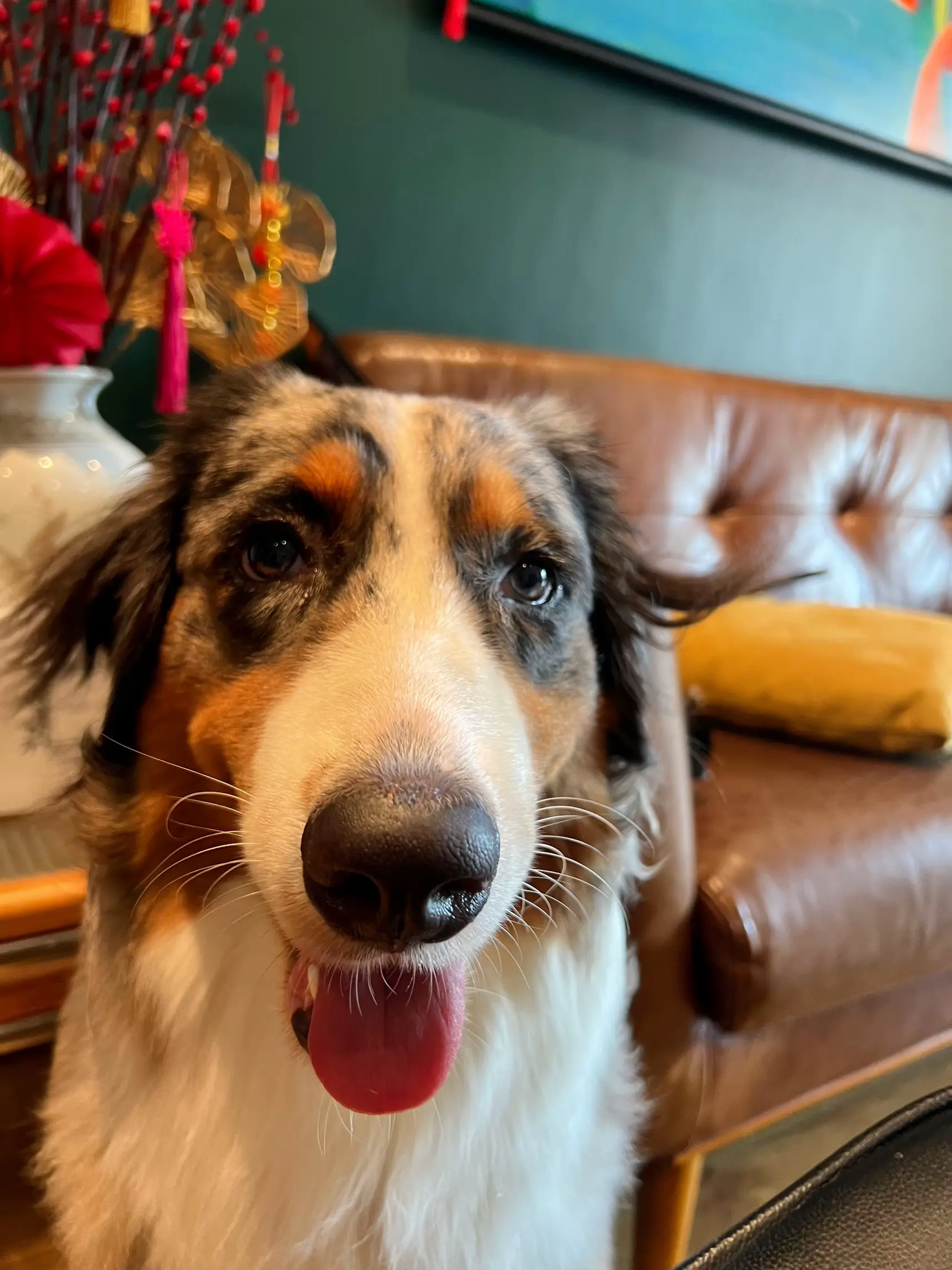 Pet dog update | Gallery posted by Plainvanilladee | Lemon8