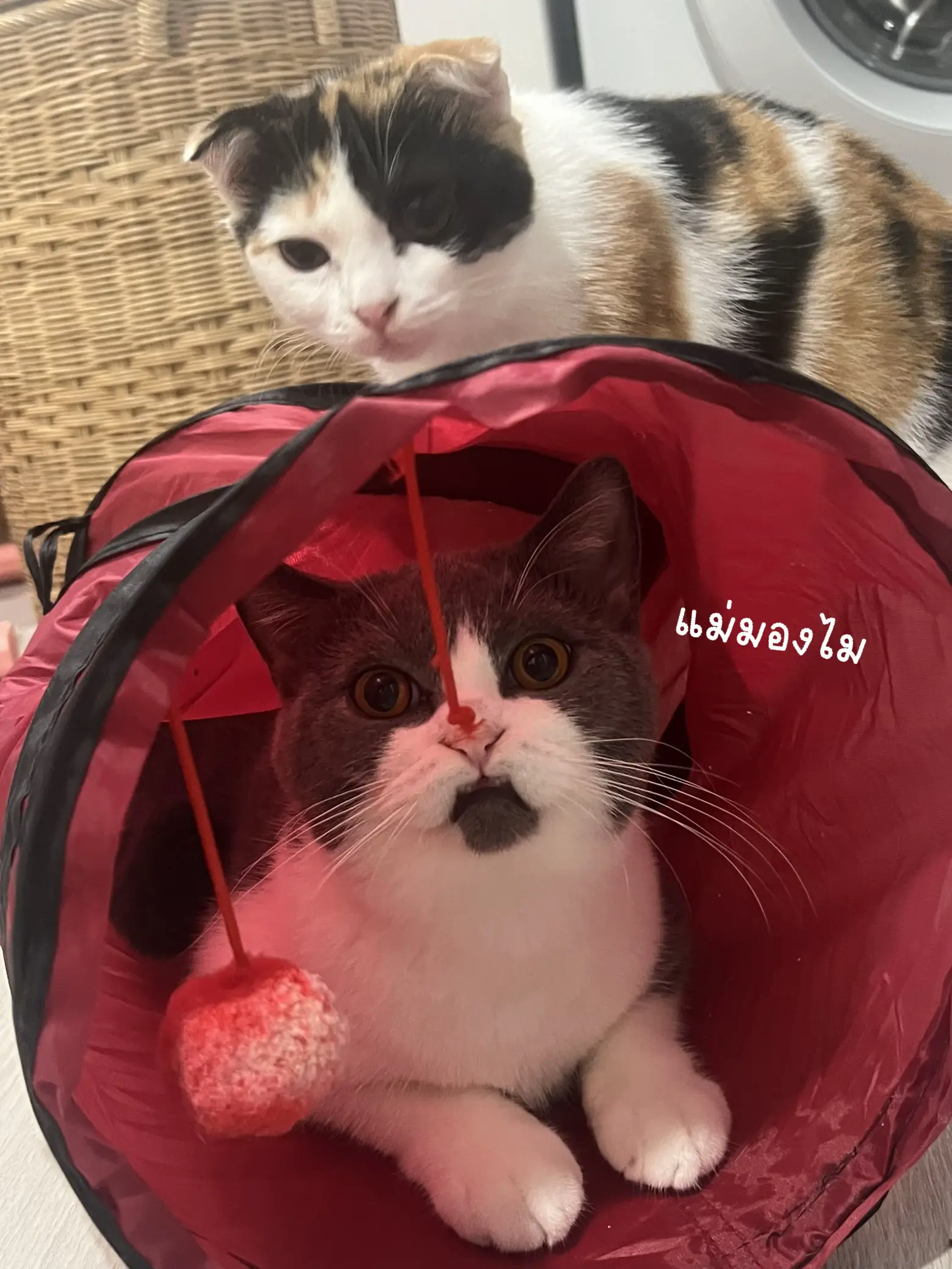 อุโมงค์แมวขนาดย่อม | แกลเลอรีที่โพสต์โดย Chompuneg🌸 | Lemon8