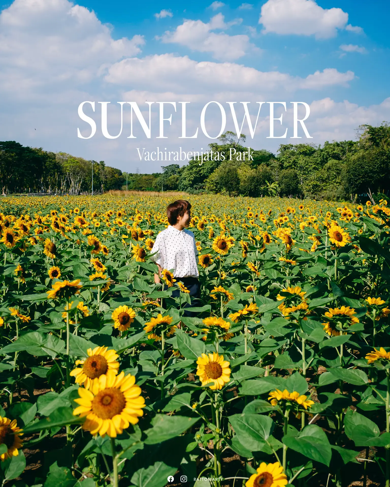 Sunflower fields blossom in the center of the city. Free close-up visits and photos. | Gallery ...