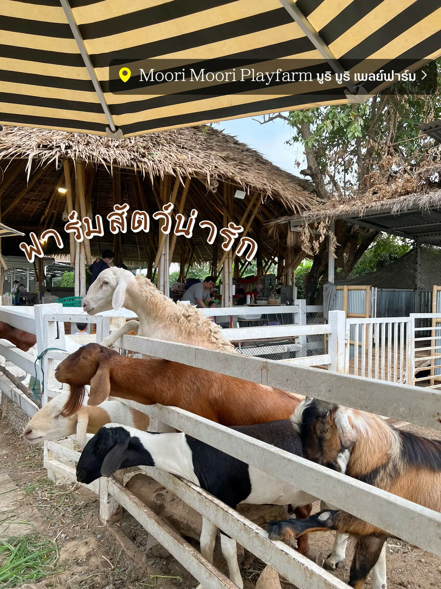 คาเฟ่เด็ก ปทุมธานี - การค้นหาใน Lemon8