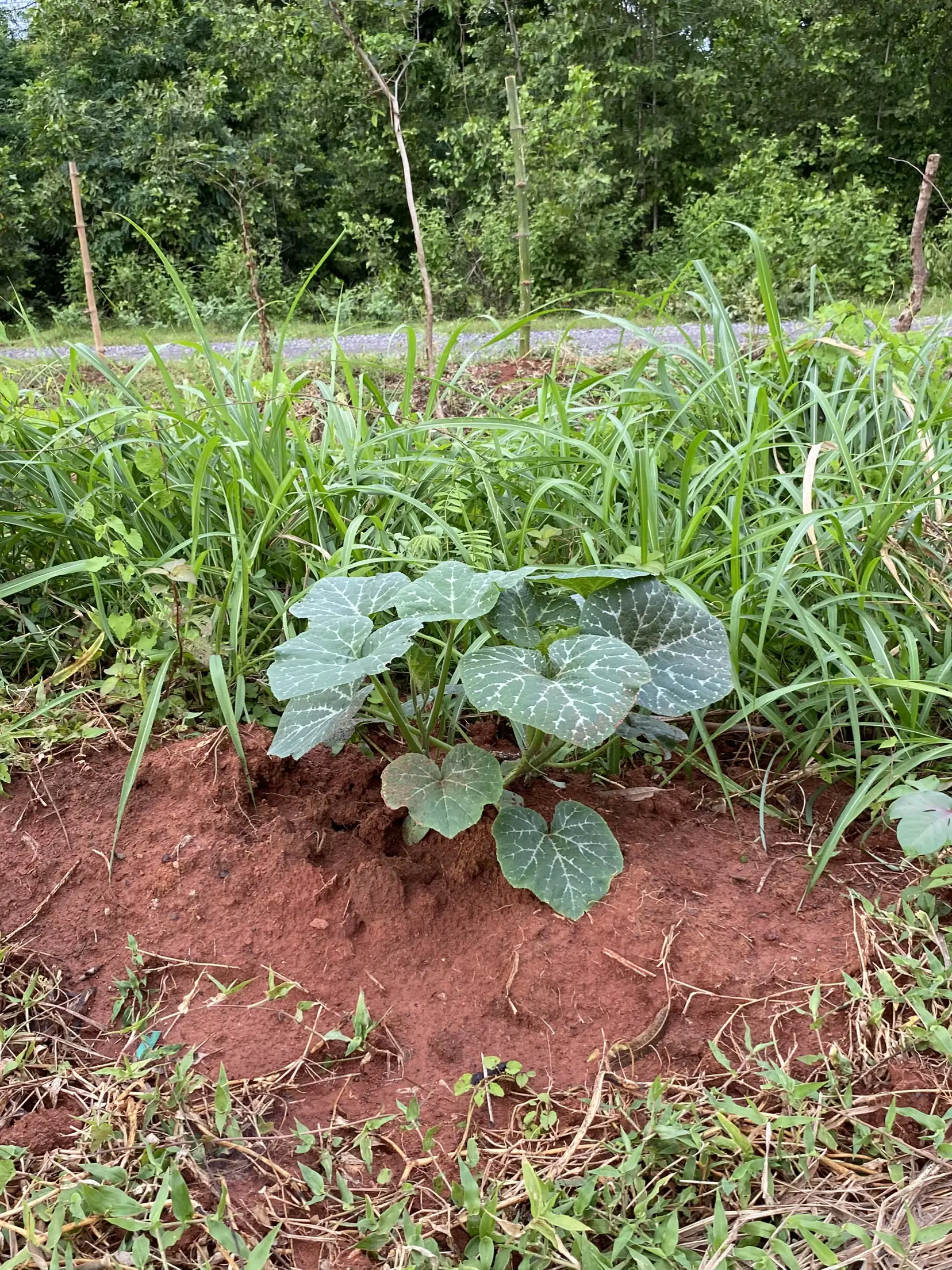 ปลูกฟักทอง 🎃 กำลังโต | แกลเลอรีที่โพสต์โดย Taei Farm | Lemon8