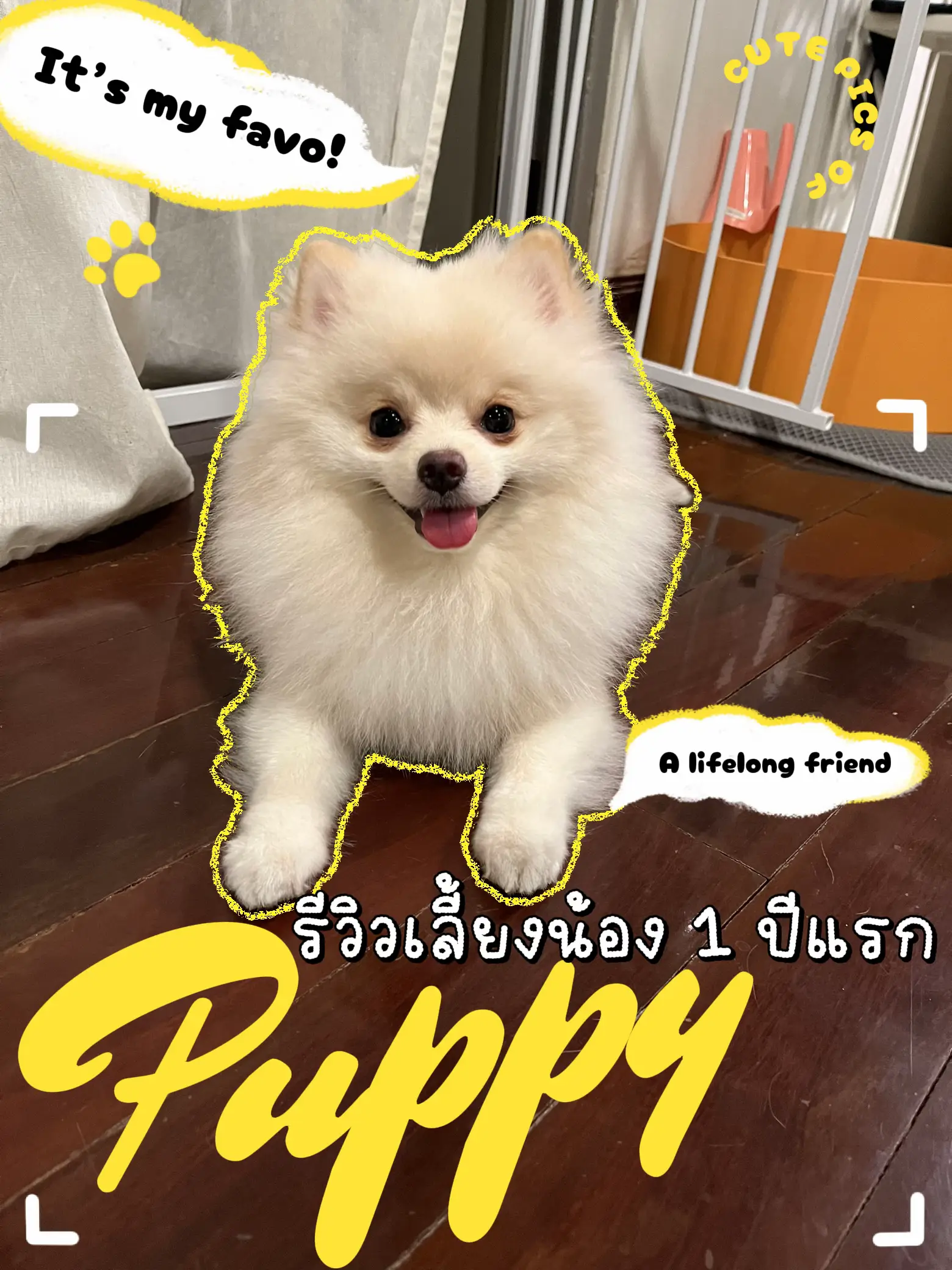 เปิดกรุ เลี้ยงน้องปอมครบ 1 ปีแรก มีซื้ออะไรไปบ้างน้า🤔 | แกลเลอรีที่โพสต์โดย Moobin Cuddle | Lemon8