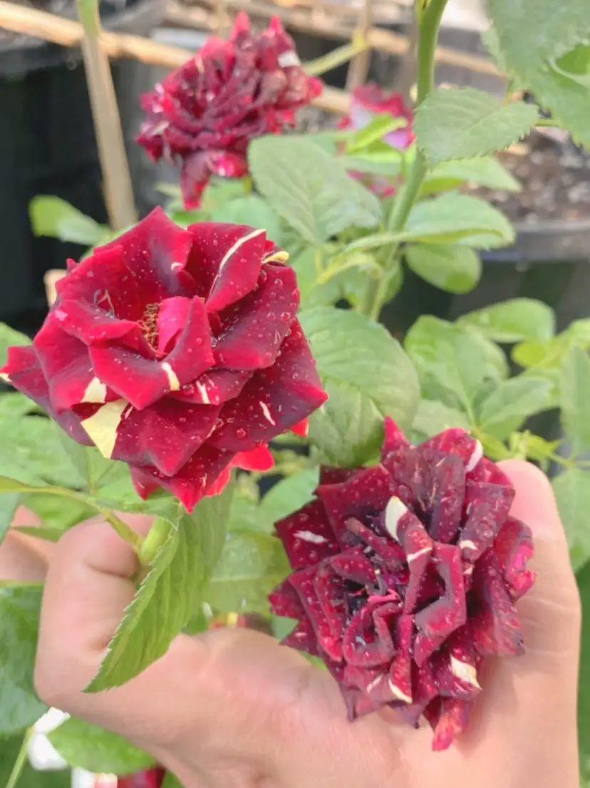 🌹 Hey rose แนะนำสายพันธุ์ กุหลาบเลี้ยงง่ายกันคับ | แกลเลอรีที่โพสต์โดย ...