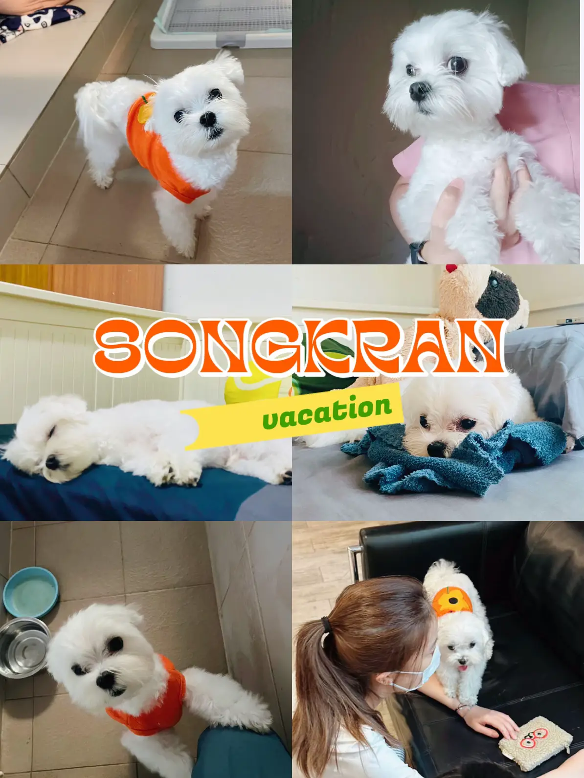 ฝากน้องหมาครั้งแรก 1 อาทิตย์ 🥹🫶🏻🐶 | แกลเลอรีที่โพสต์โดย polar.maltese ...