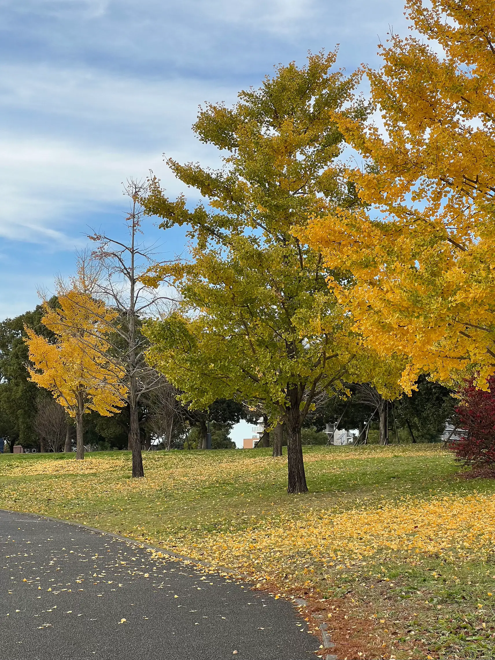 กิจกรรมสายชิลปิคนิคสวนในญี่ปุ่น | Tonari park in Japan 🍂🍁🎌 | แกลเลอรีที่โพสต์โดย Tiwa | Lemon8