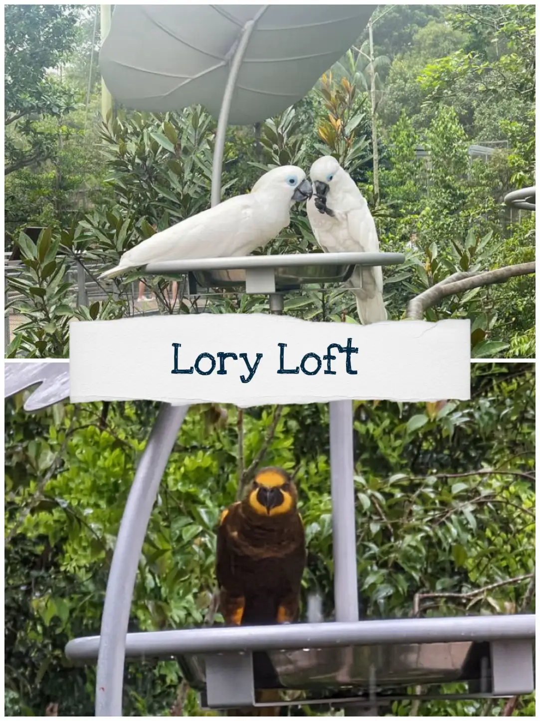 Bird Paradise 🦜🦩🦚🕊️🦢 | Gallery posted by Perlyn Estelia | Lemon8