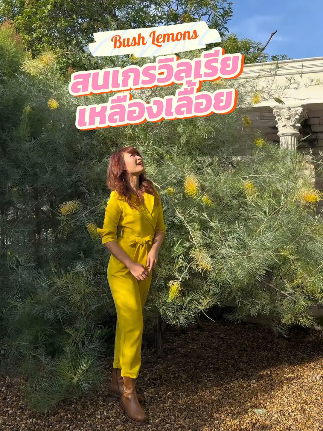 สนเกรวิเลีย “Bush Lemons” 🍋 | วิดีโอที่เผยแพร่โดย Café et Noús | Lemon8