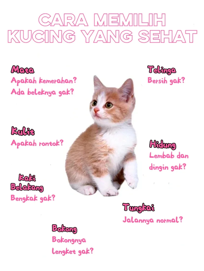 😺JENIS KUCING BISA MENENTUKAN USIANYA LOH 💞 | Galeri diposting oleh Lily Pet Lovers | Lemon8