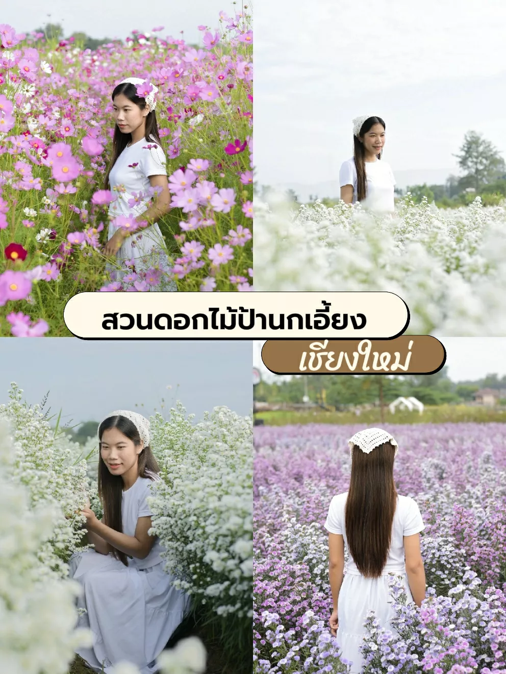 สวนดอกไม้ป้านกเอี้ยง เชียงใหม่ 🌷🌸💐🌻 | แกลเลอรีที่โพสต์โดย Ploy Kun | Lemon8