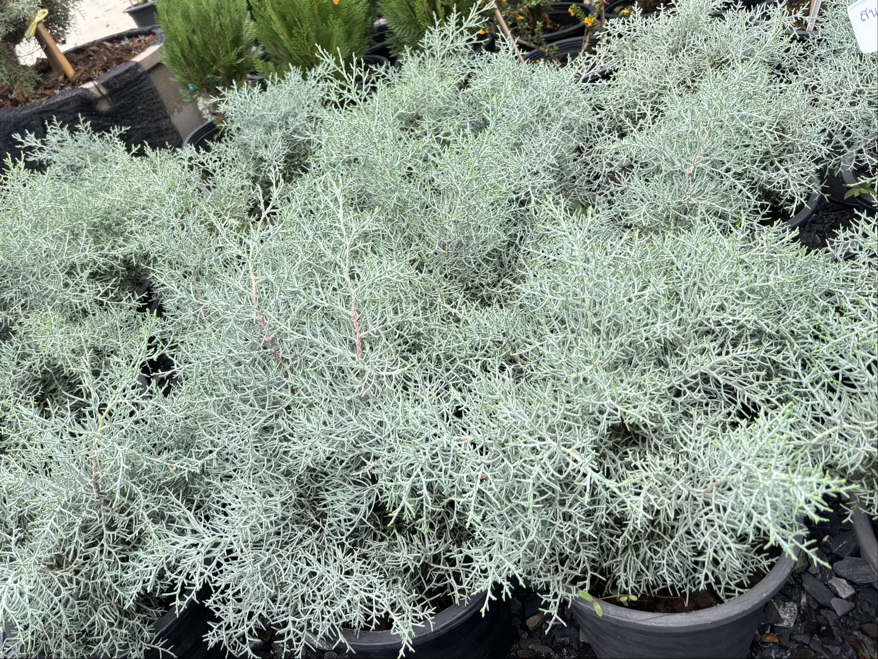 #สนบลูไอซ์“ #Cupessus glaba ’Blue Ice‘ #ต้นสนสีบลูตัวท็อ | แกลเลอรีที่ ...