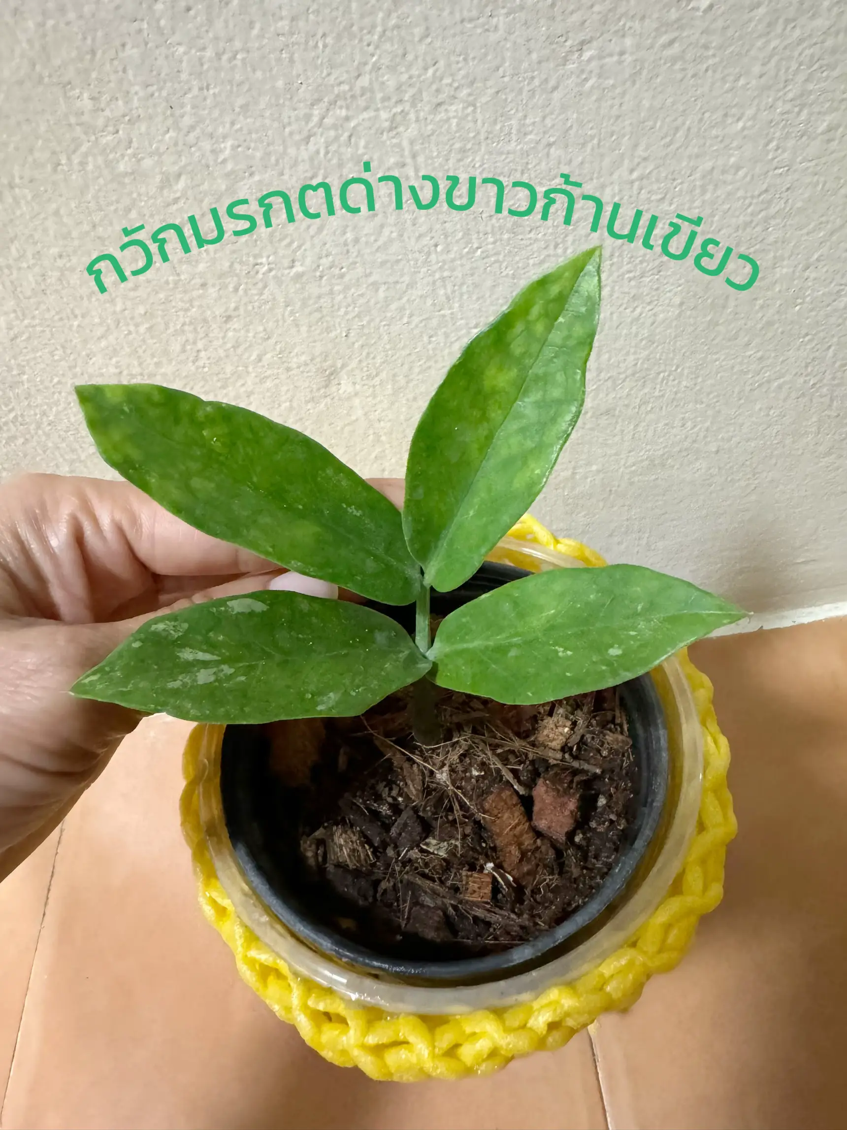 Emerald, Auspicious Tree | Gallery posted by หน่อย lalada ka | Lemon8