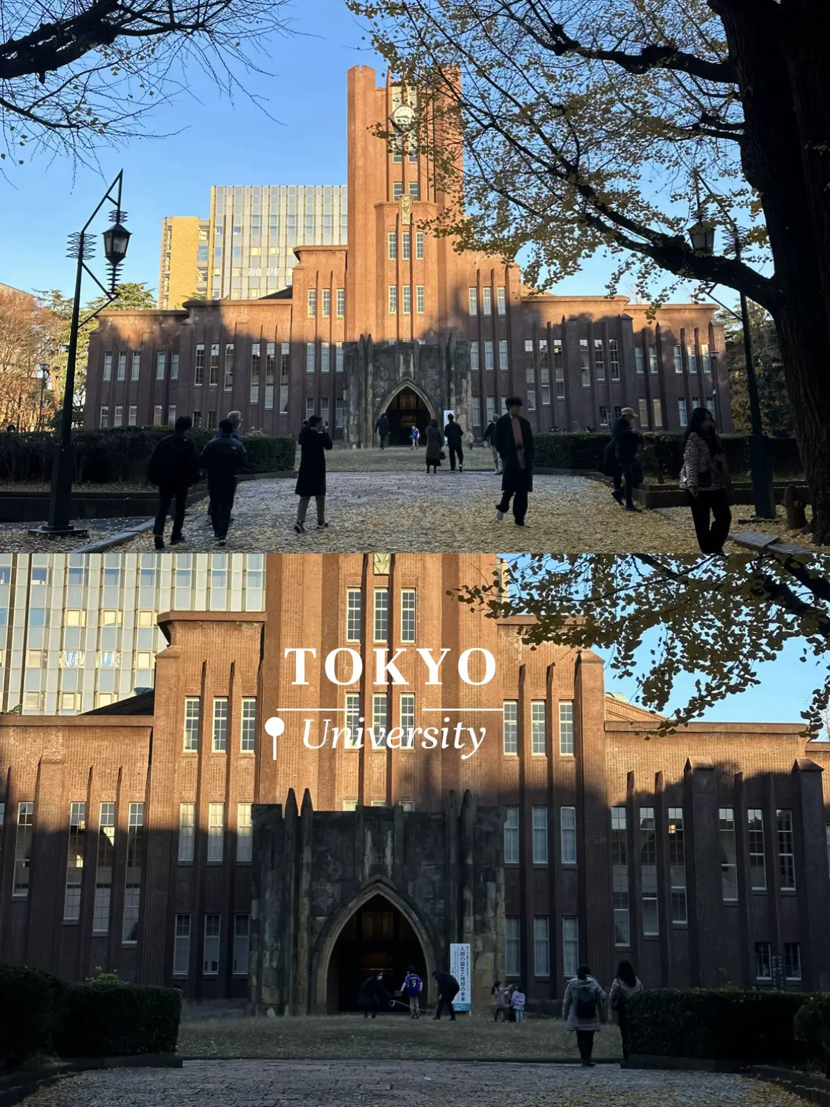 ธันวายังมีใบไม้เหลืองที่โตเกียว | แกลเลอรีที่โพสต์โดย Plathong_ch | Lemon8