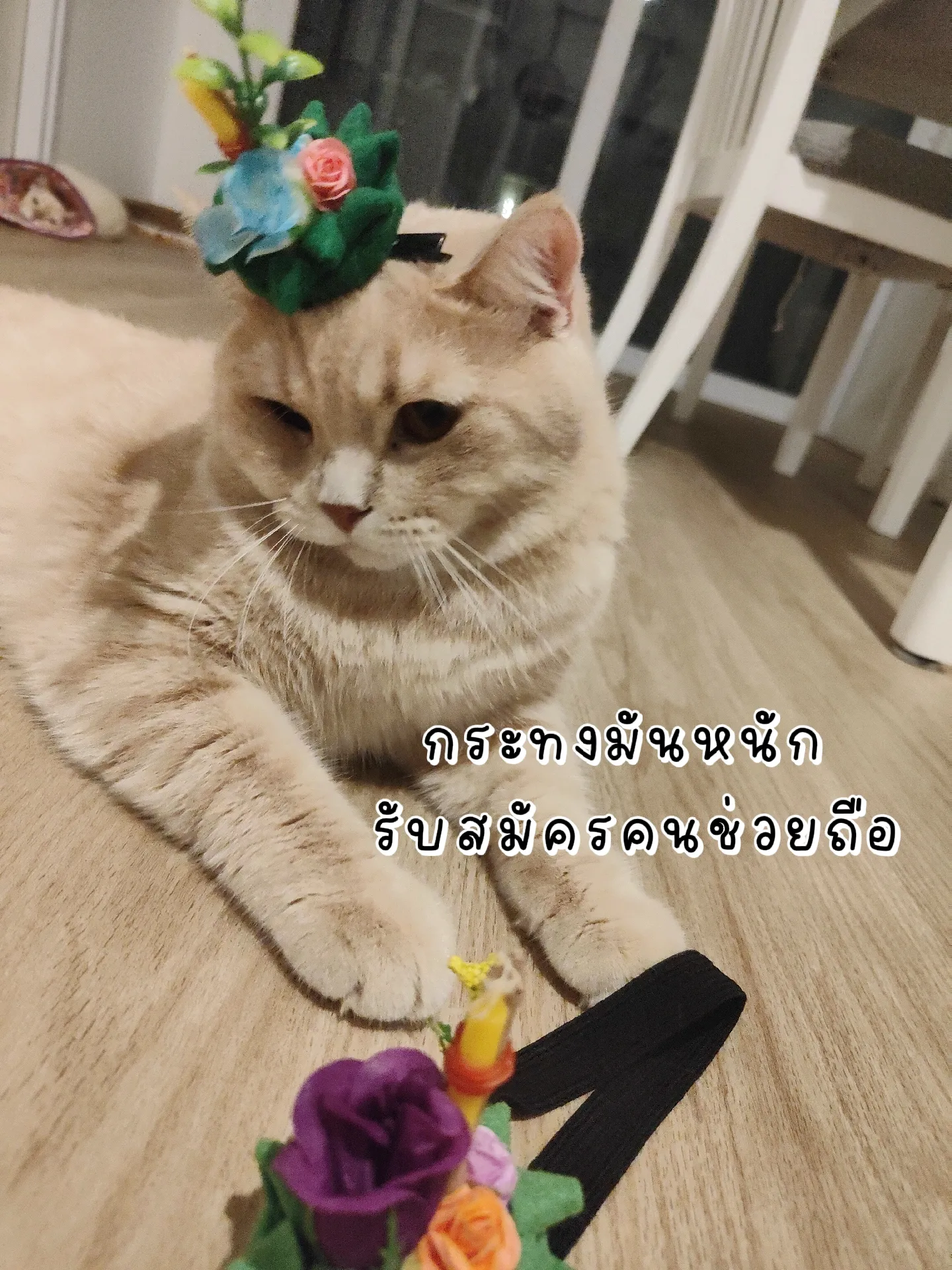 ️แจกแคปชั่นกวนๆวันลอยกระทง ️ | แกลเลอรีที่โพสต์โดย เรื่องของแมว | Lemon8