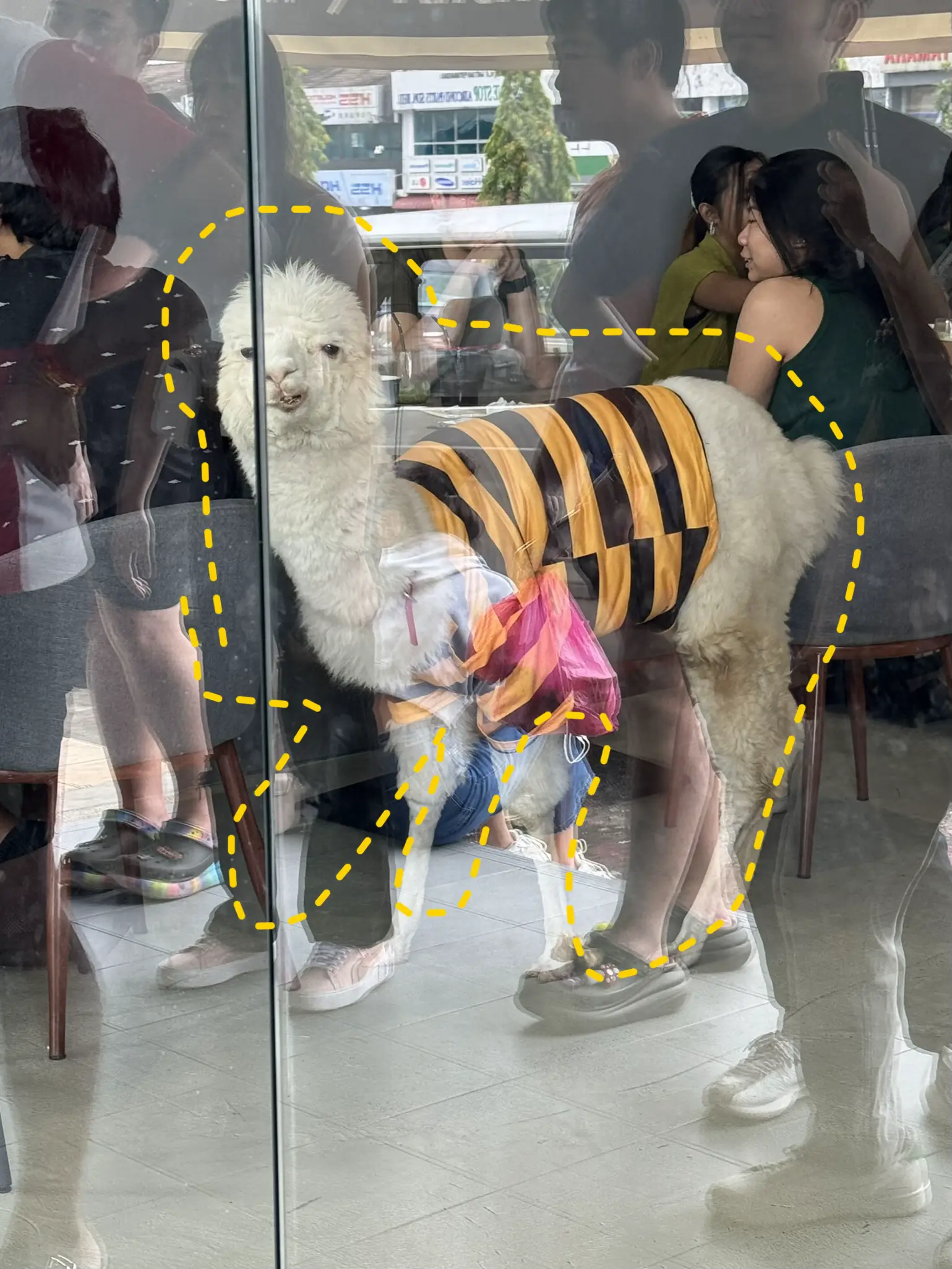 ALPACCA CAFE IN JB🦙💖 | Gallery posted by luna | Lemon8