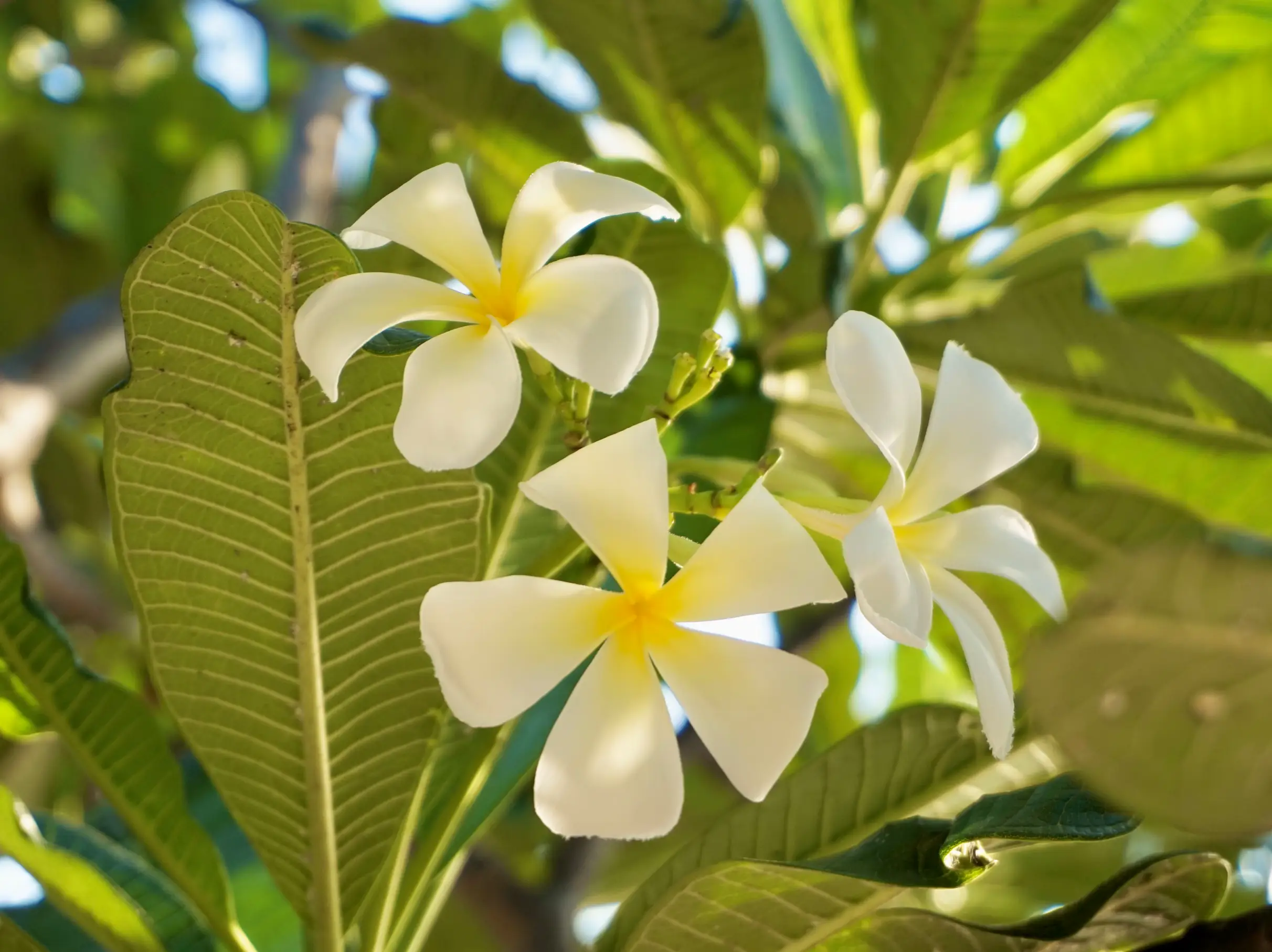 กล้อง Sony a5000 | แกลเลอรีที่โพสต์โดย Siapoxy | Lemon8