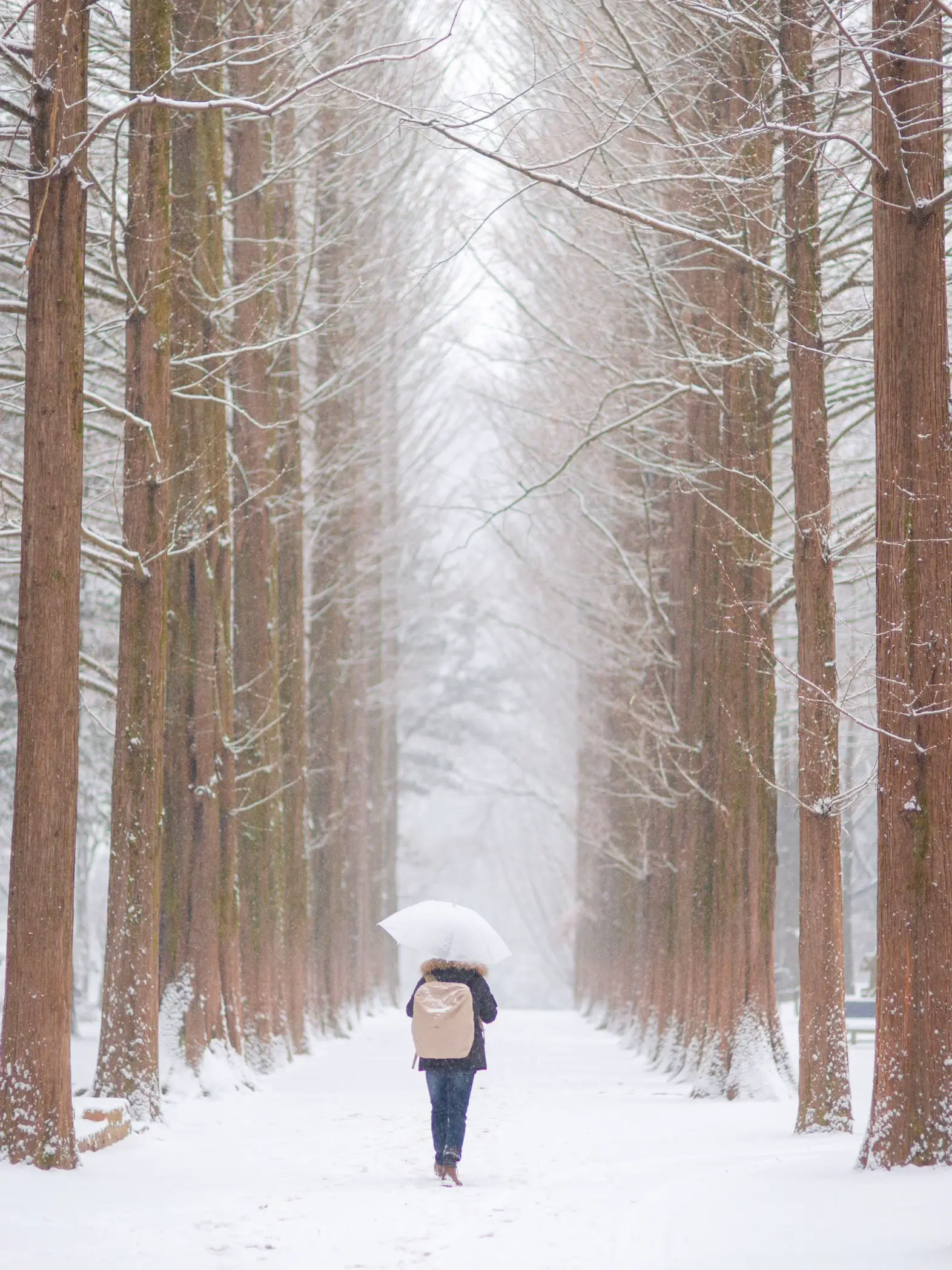 เกาะนามิ 𝑵𝒂𝒎𝒊 𝑰𝒔𝒍𝒂𝒏𝒅, เกาหลี🇰🇷สวยปังทุกฤดู | แกลเลอรีที่โพสต์โดย UnithaiTrip | Lemon8