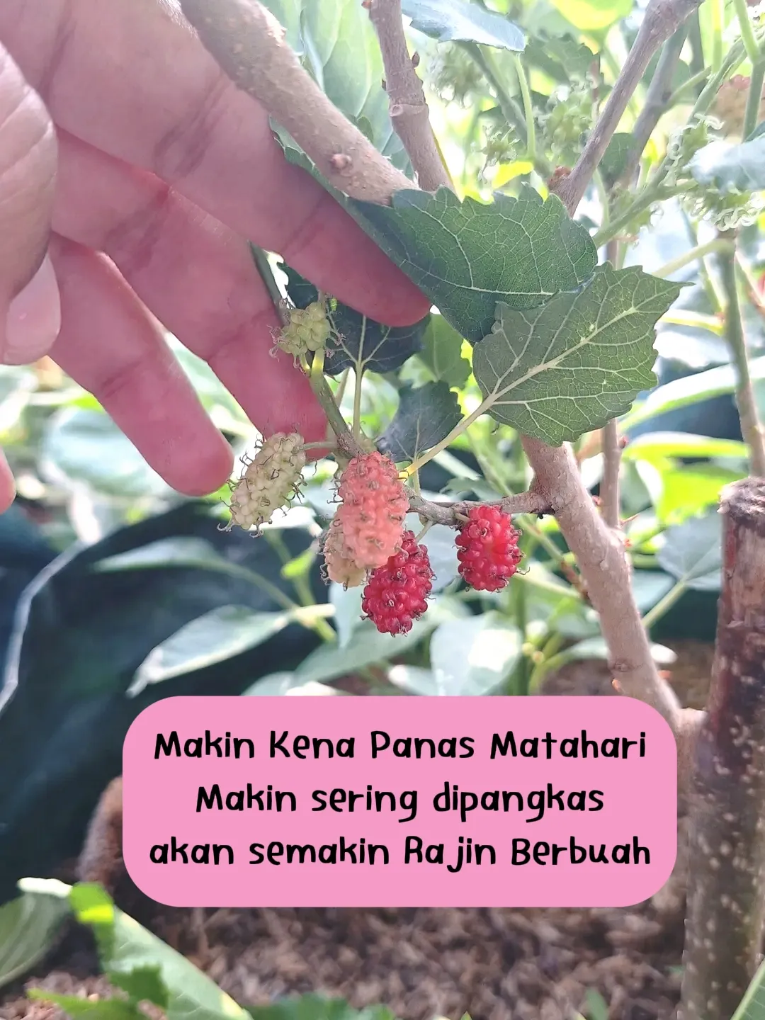 Tanaman Buah Untuk Daerah Panas | Galeri diposting oleh Kebun Una | Lemon8