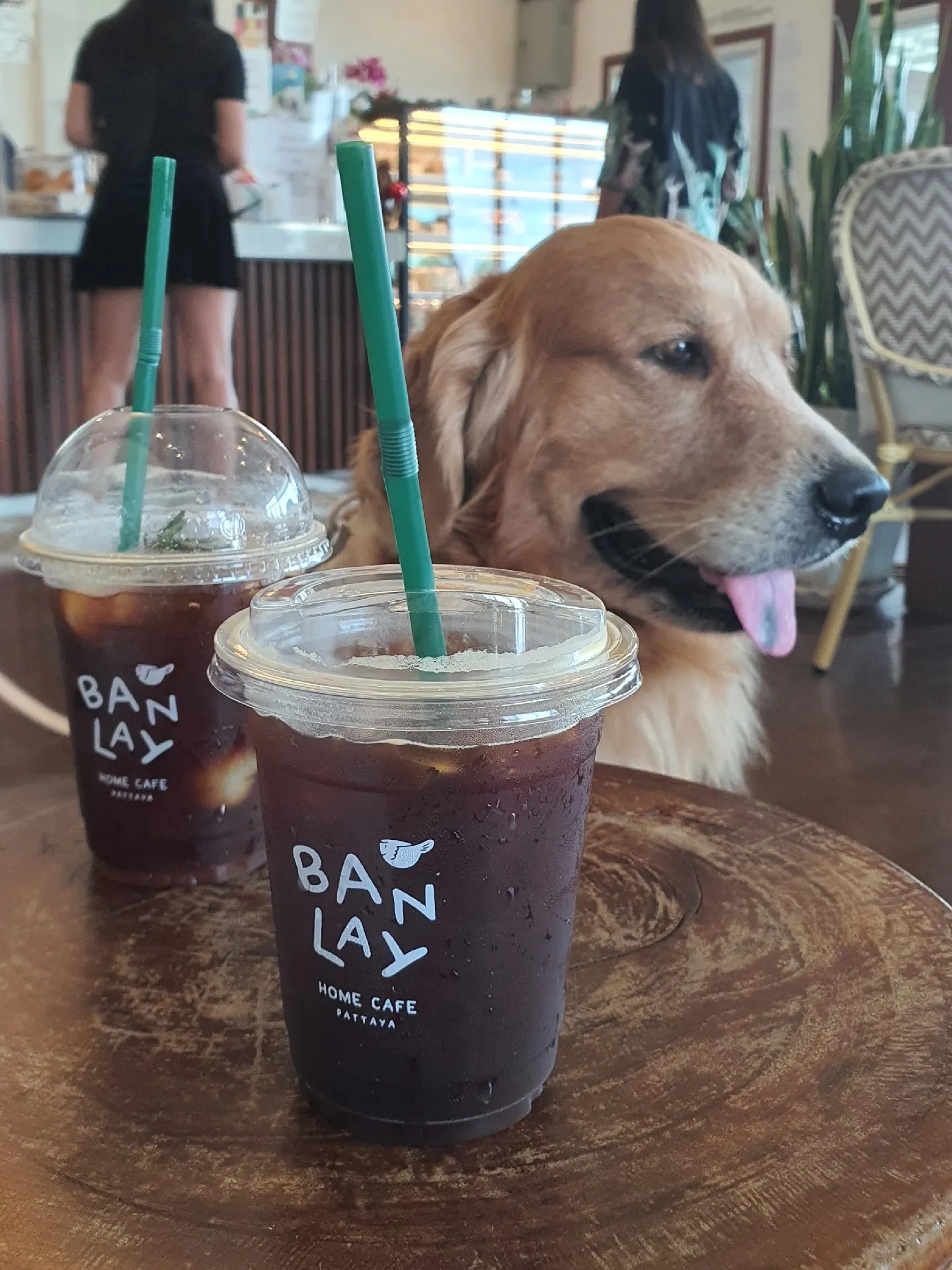 20 ไอเดียยอดนิยมเกี่ยวกับ คาเฟ่ลาดกระบัง สุนัขเข้าได้ ในปี 2024