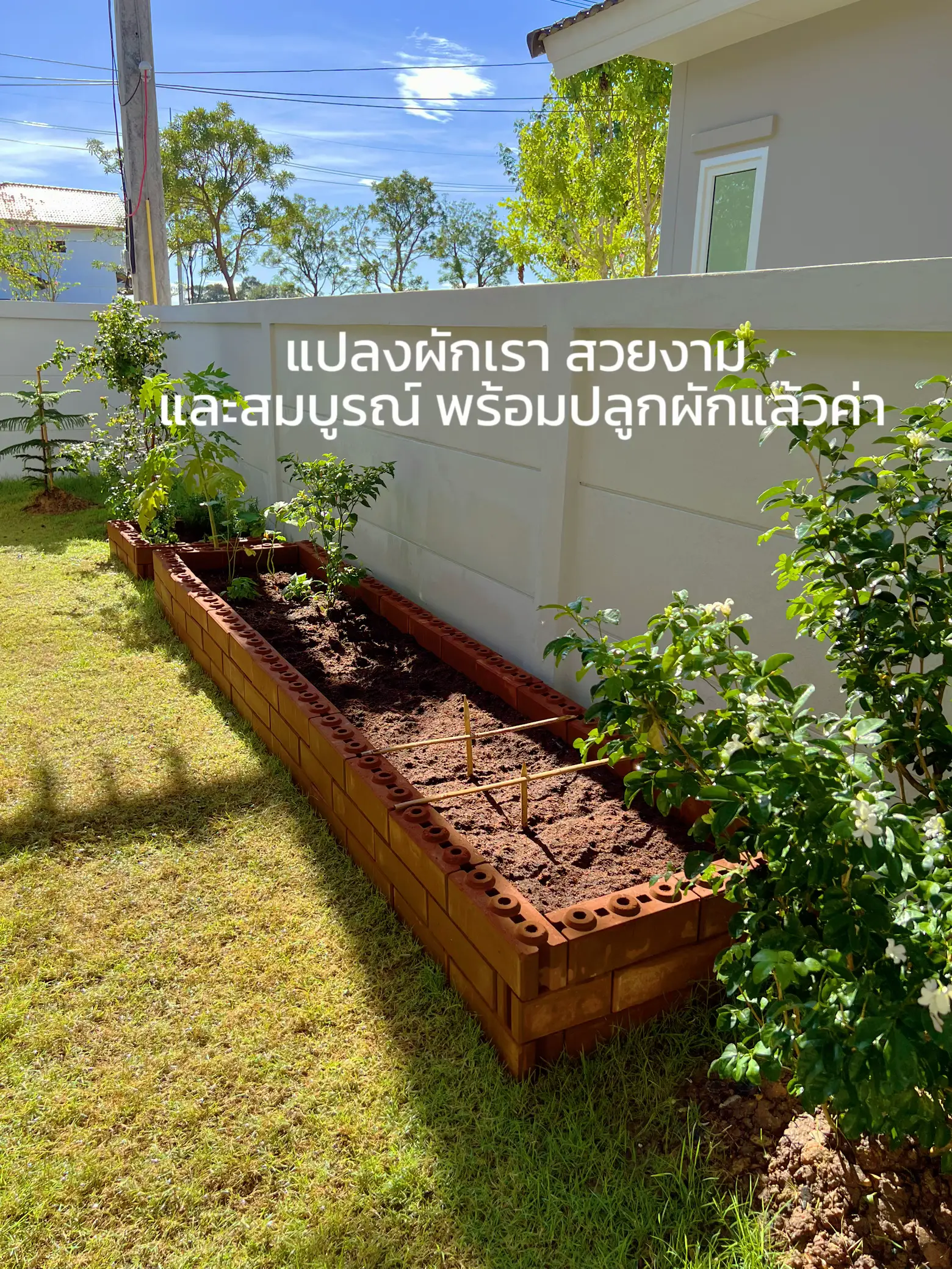 แปลงปลูกผัก สมบูรณ์100% EP.3 | แกลเลอรีที่โพสต์โดย TP Studio Home | Lemon8