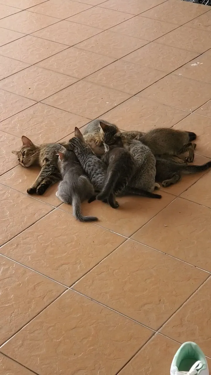 MEOW🐱 | Video diterbitkan oleh emma_april | Lemon8