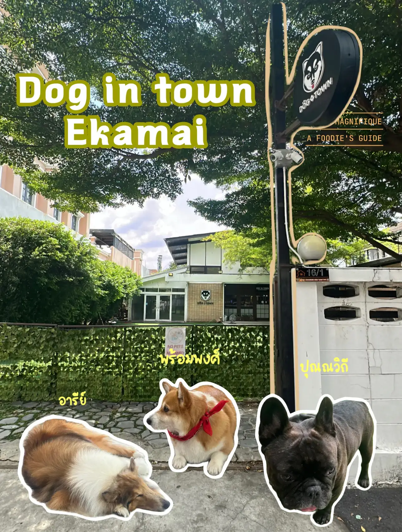 Dog in town Ekamai|คาเฟ่สุนัขใจกลางเมืองย่านเอกมัย ซอย6🐶 | แกลเลอรีที่ ...
