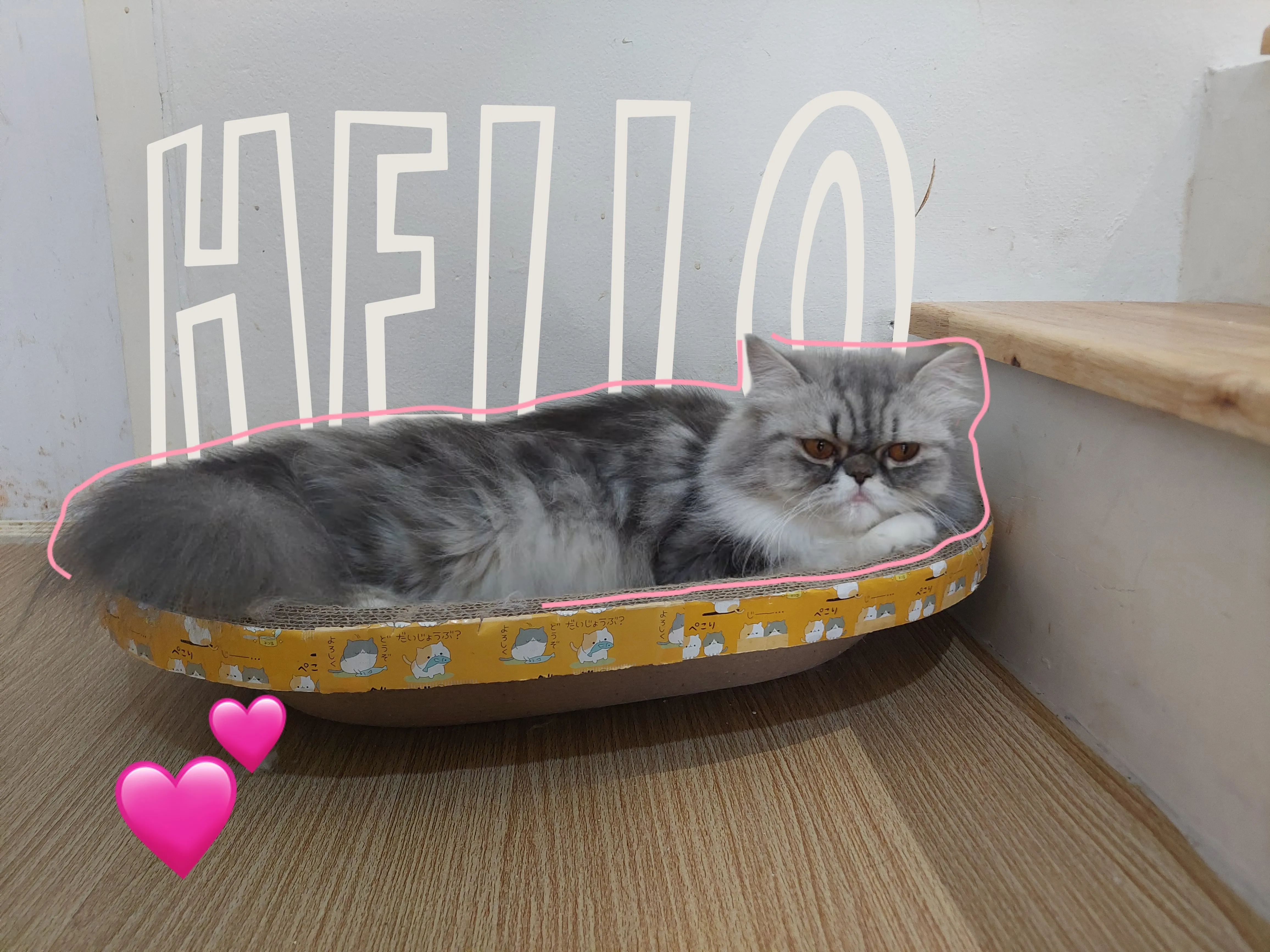 N CAT n' CAFE | แกลเลอรีที่โพสต์โดย arm_aeng♡ | Lemon8