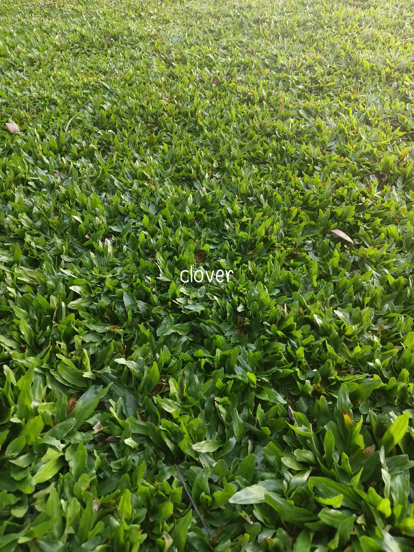 ปลูกหญ้าไทเป เหมาะกับคนขี้เกียจะตัดหญ้า | แกลเลอรีที่โพสต์โดย Clover 🍀 | Lemon8