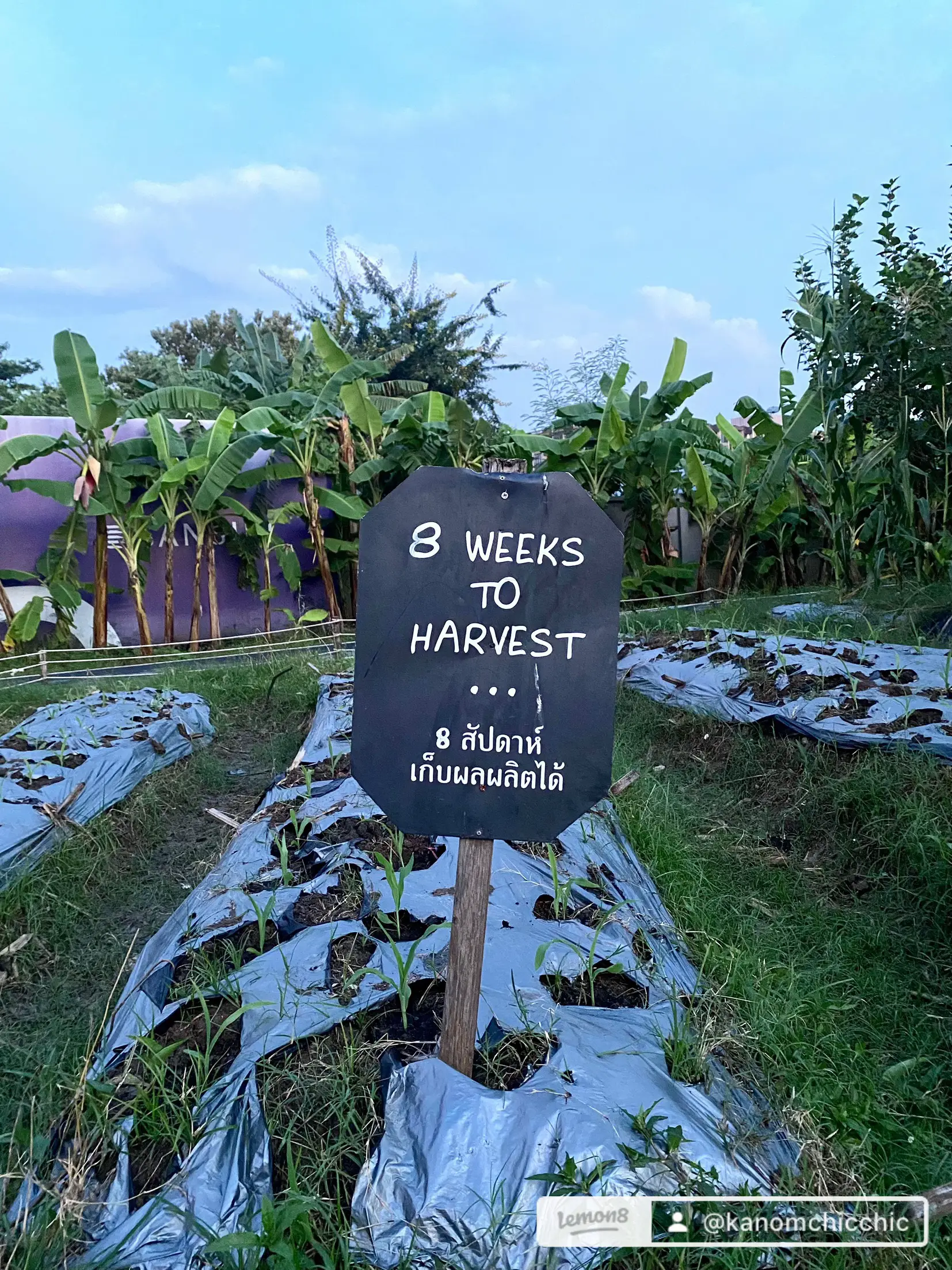 Sansiri Backyard ฟาร์มกลางกรุงเทพ สุขุมวิท77 | แกลเลอรีที่โพสต์โดย Alicereviewland | Lemon8