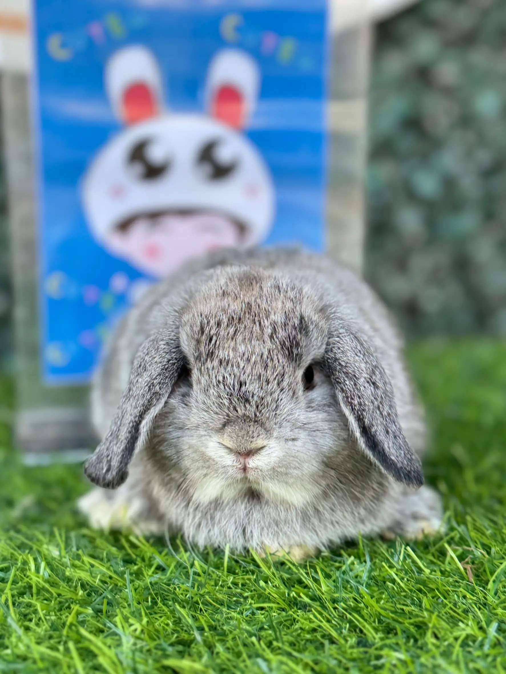 Holland Lop Rabbit Breed | Gallery posted by JeBunnyChonburi | Lemon8