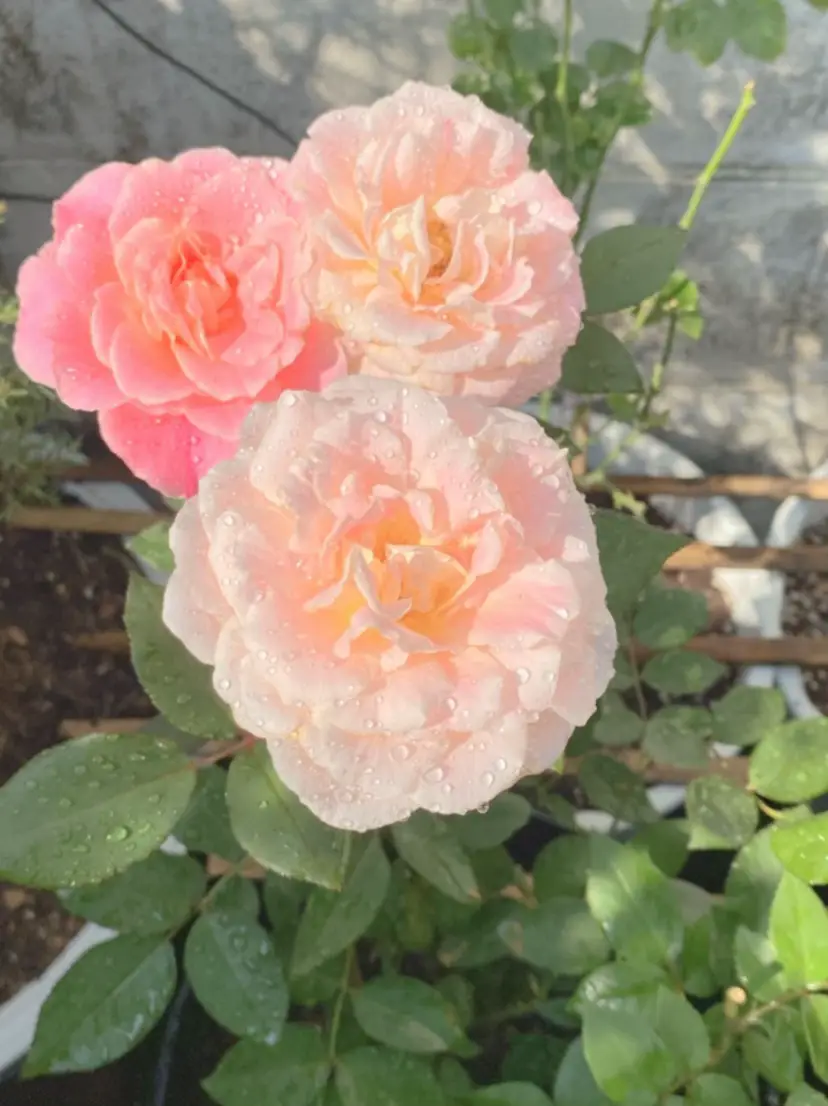 🌹 Hey rose แนะนำสายพันธุ์ กุหลาบเลี้ยงง่ายกันคับ | แกลเลอรีที่โพสต์โดย ...