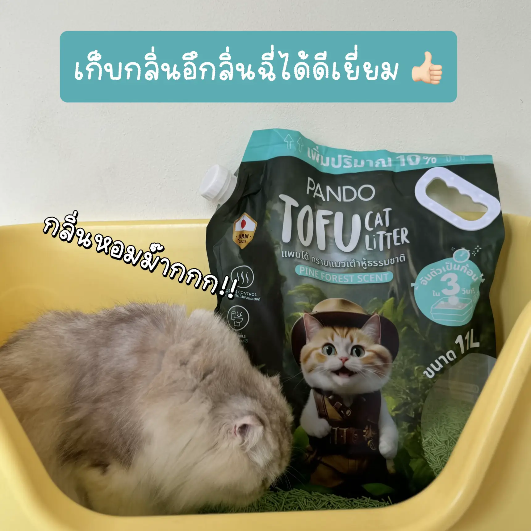 PANDO ทรายแมวเต้าหู้ธรรมชาติ | แกลเลอรีที่โพสต์โดย Gangsammeaw | Lemon8