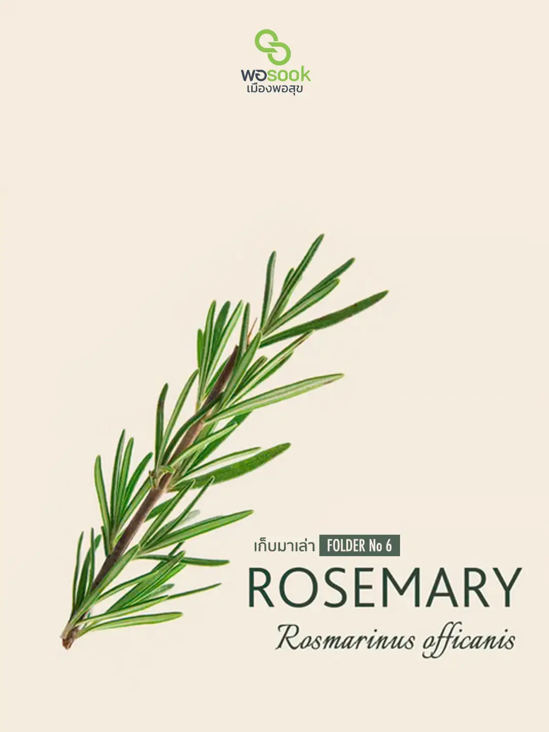 เก็บมาเล่า Folder No.6 : The Magic of ROSEMARY | แกลเลอรีที่โพสต์โดย wosook78 | Lemon8