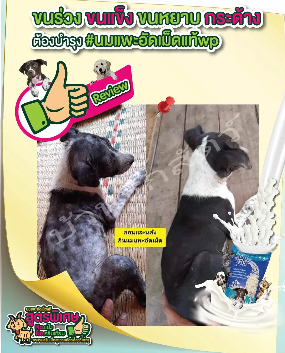 นมแพะอัดเม็ดแท้wp | แกลเลอรีที่โพสต์โดย WP Goat Milk | Lemon8