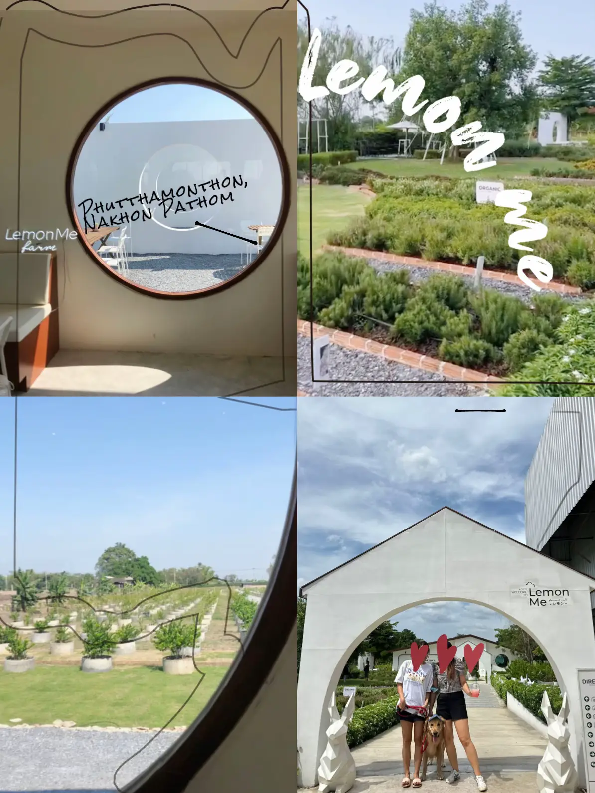 คาเฟ่ Pet Friendly พาน้องหมาเข้าได้ ใกล้กรุงเทพ🐶 | แกลเลอรีที่โพสต์โดย ปุ๋มว่าดี | Lemon8