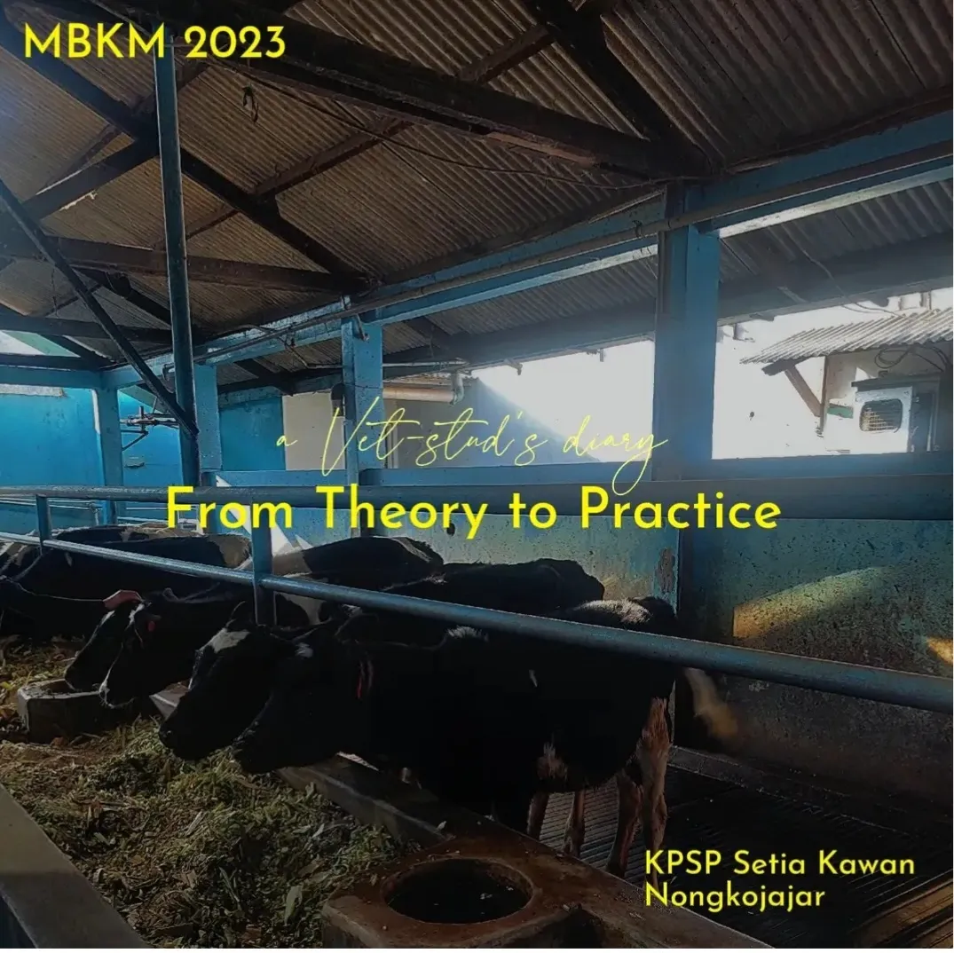 [MBKM - PASURUAN - KPSP SETIA KAWAN NONGKOJAJAR] | Galeri diposting ...