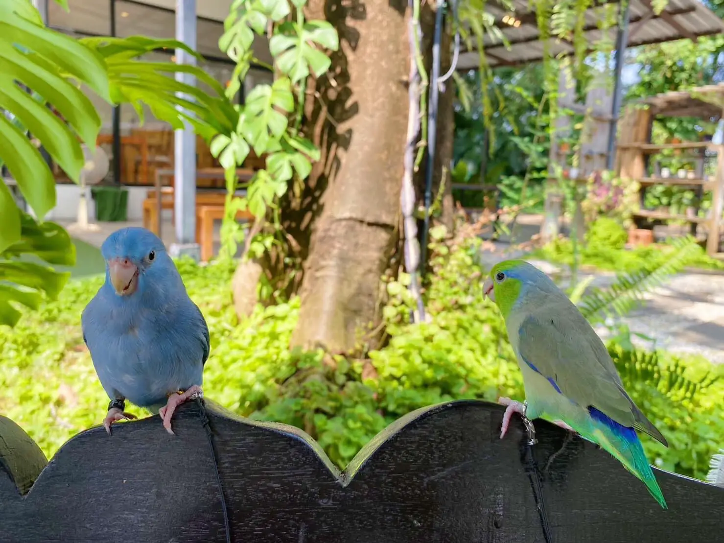 เจ้าตัวโชคลาภ🦜 | แกลเลอรีที่โพสต์โดย Jenny💋 | Lemon8