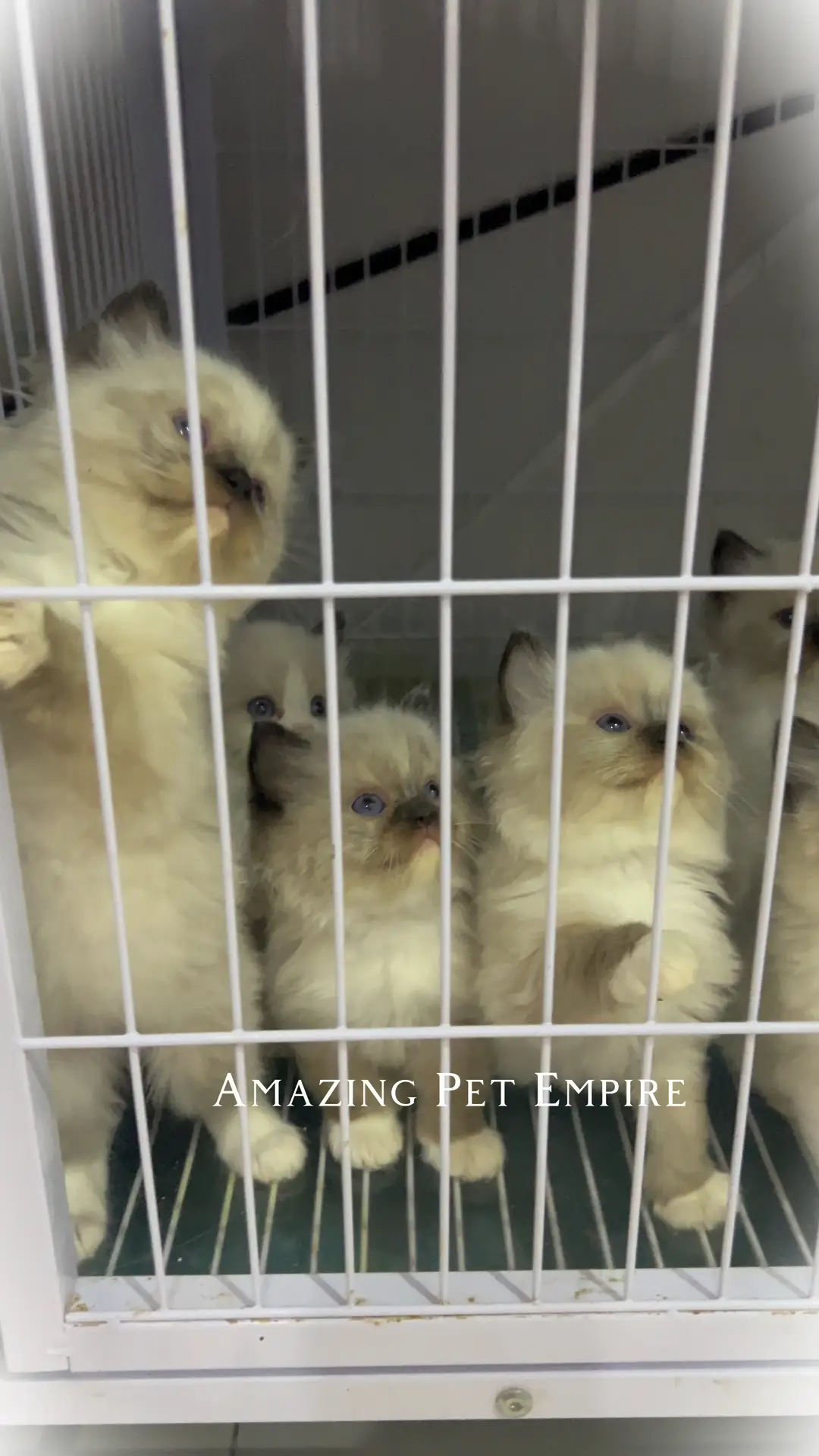 Quality Cute Ragdoll Kitten | Video diterbitkan oleh Camy0167652222 | Lemon8