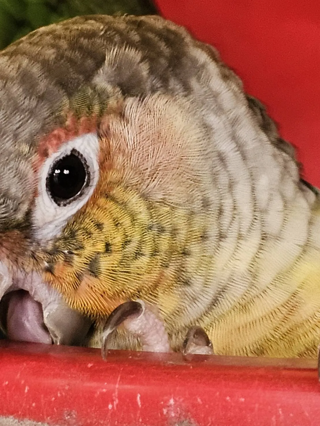 parrot art - การค้นหาใน Lemon8