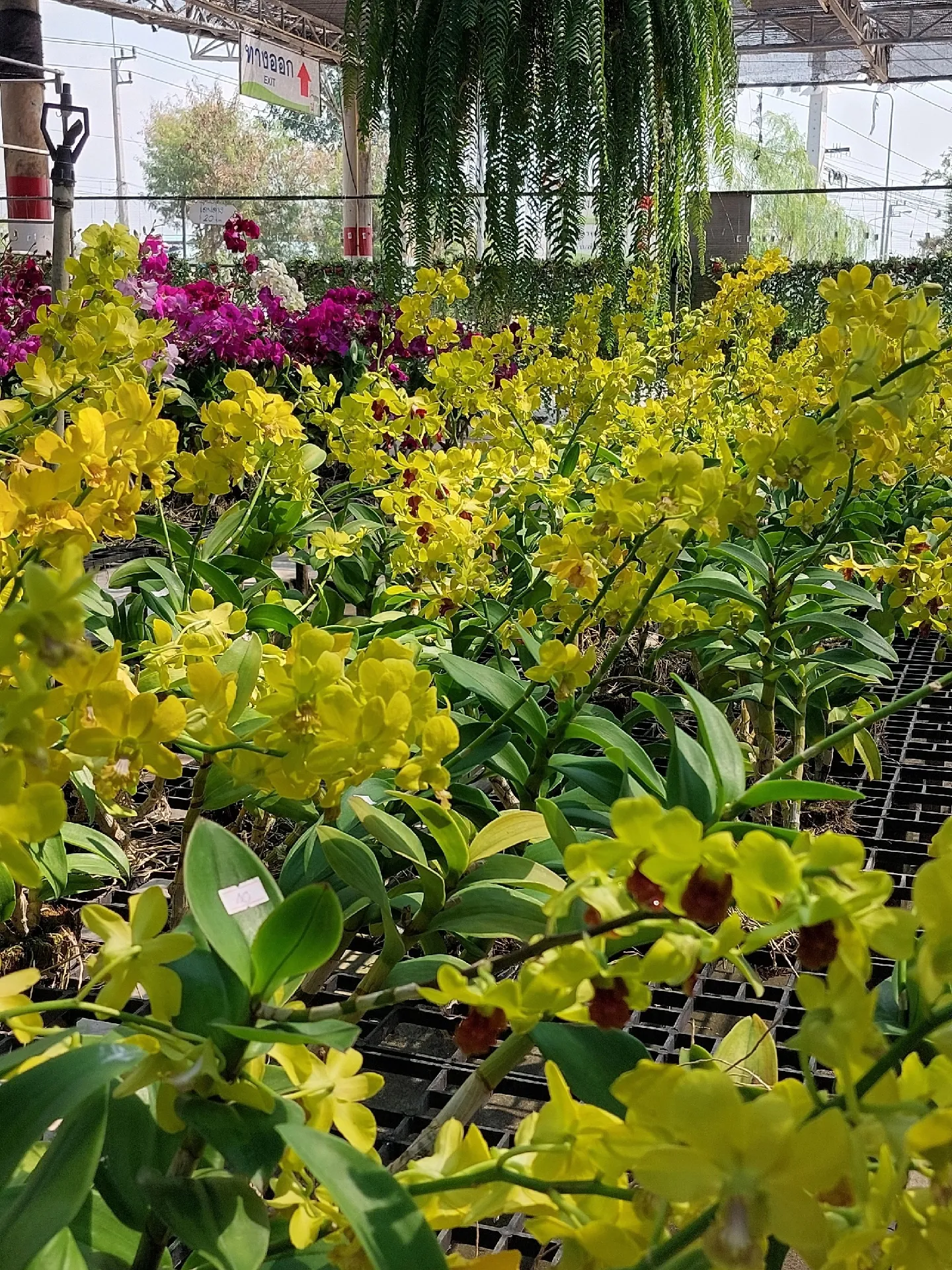 ชะแว๊บ วันนี้พาเที่ยวแอร์ออร์คิด | แกลเลอรีที่โพสต์โดย Kdl_Phirada | Lemon8