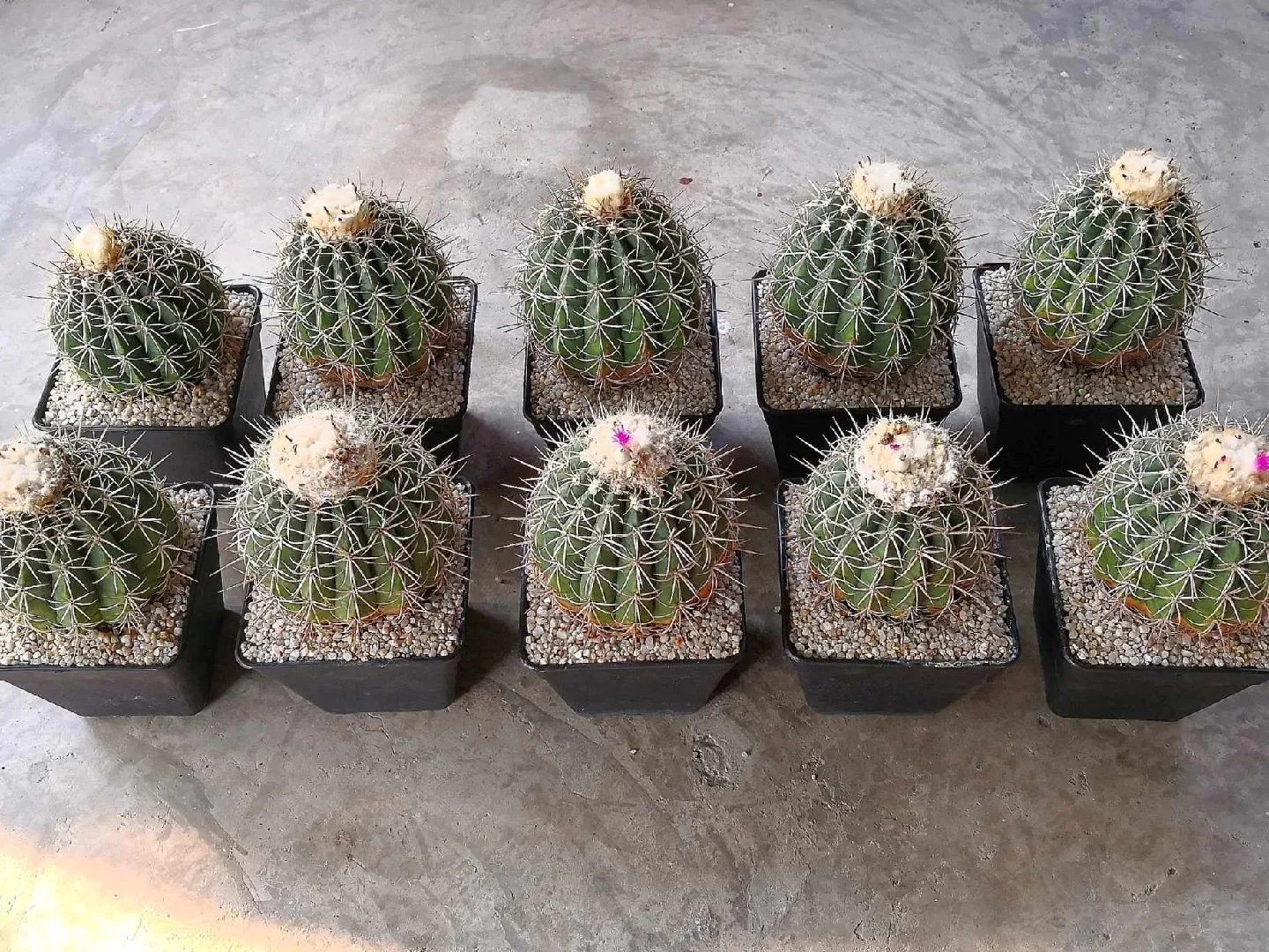 Melocactus curvispinus ssp. ruestii (เมโลฝักขาว) | แกลเลอรีที่โพสต์โดย ...