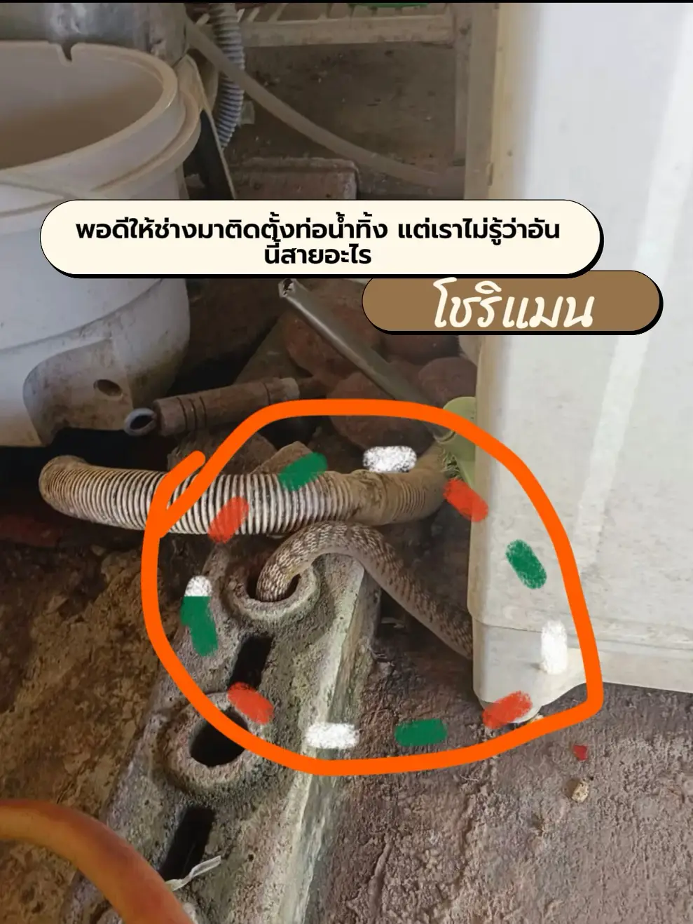 โชริแมน | แกลเลอรีที่โพสต์โดย Winsweeper | Lemon8