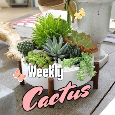 Cactus | แกลเลอรีที่โพสต์โดย สุ7896_98♾️ | Lemon8